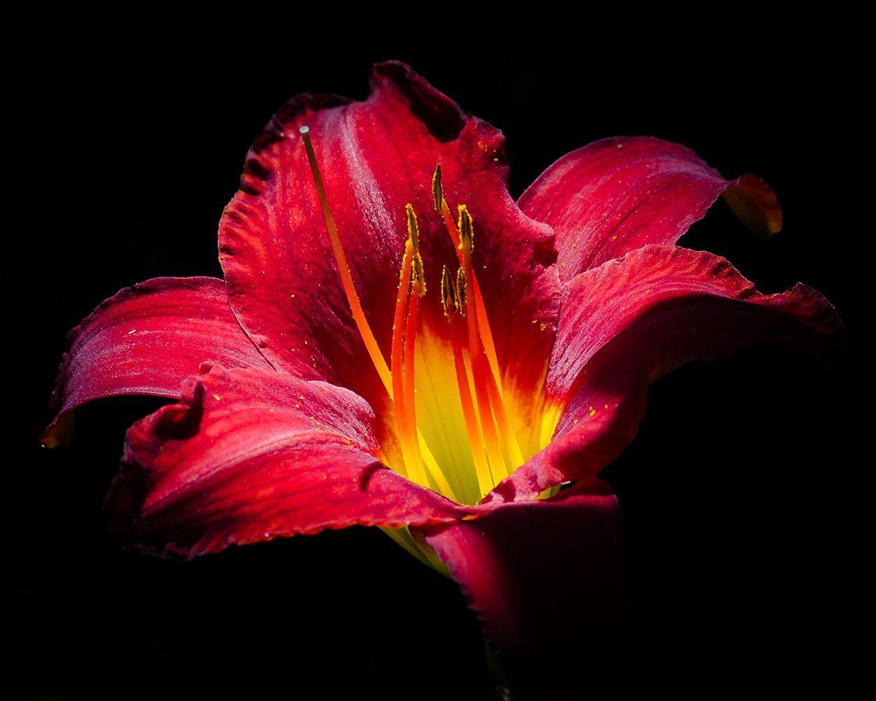 Red Lily Wallpapers - Top Free Red Lily Backgrounds - WallpaperAccess