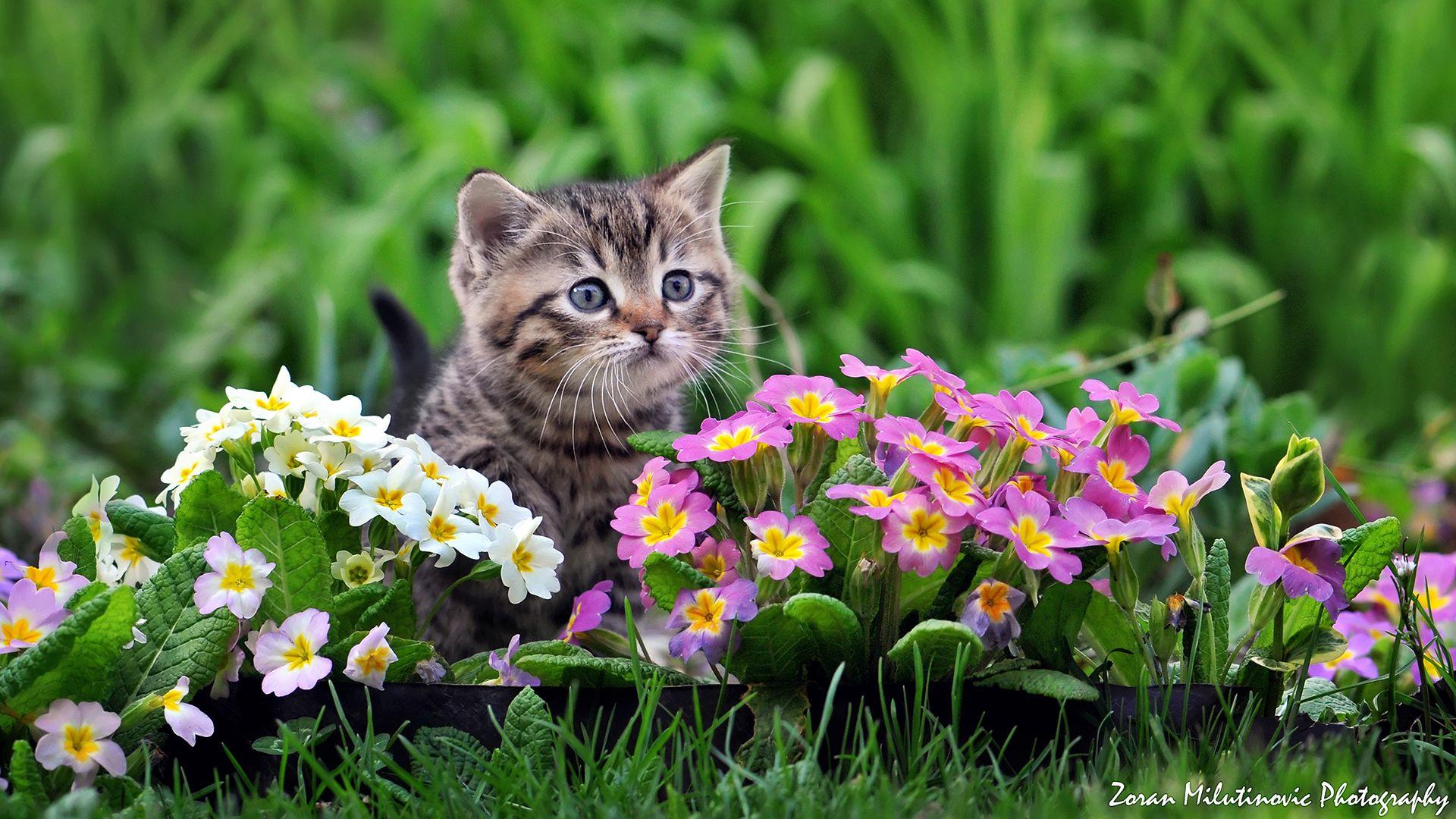 Cat and Flower Wallpapers - Top Free Cat and Flower Backgrounds ...