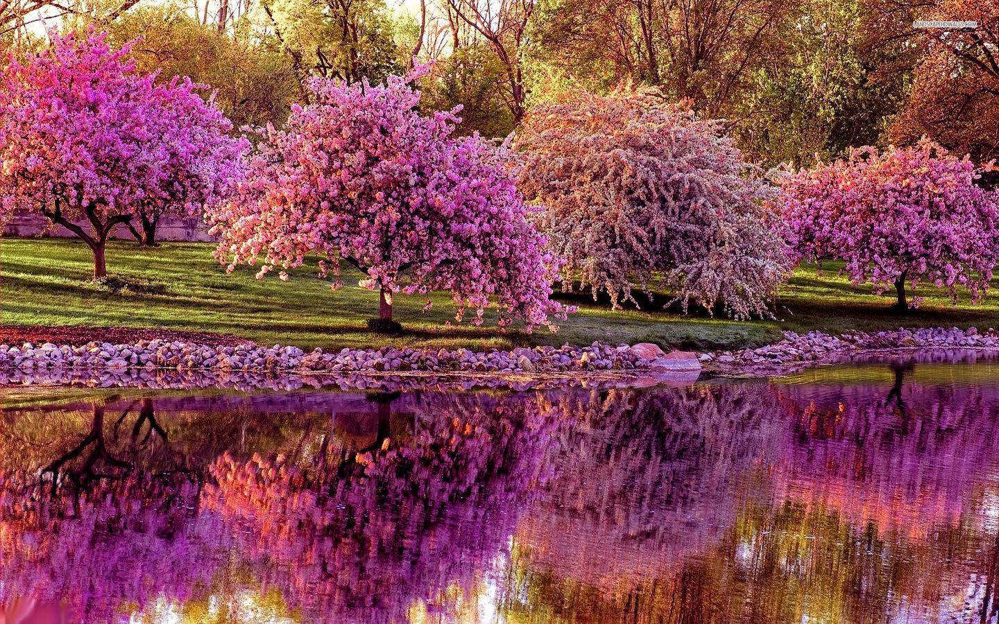 Beautiful Spring Morning Wallpapers - Top Free Beautiful Spring Morning ...