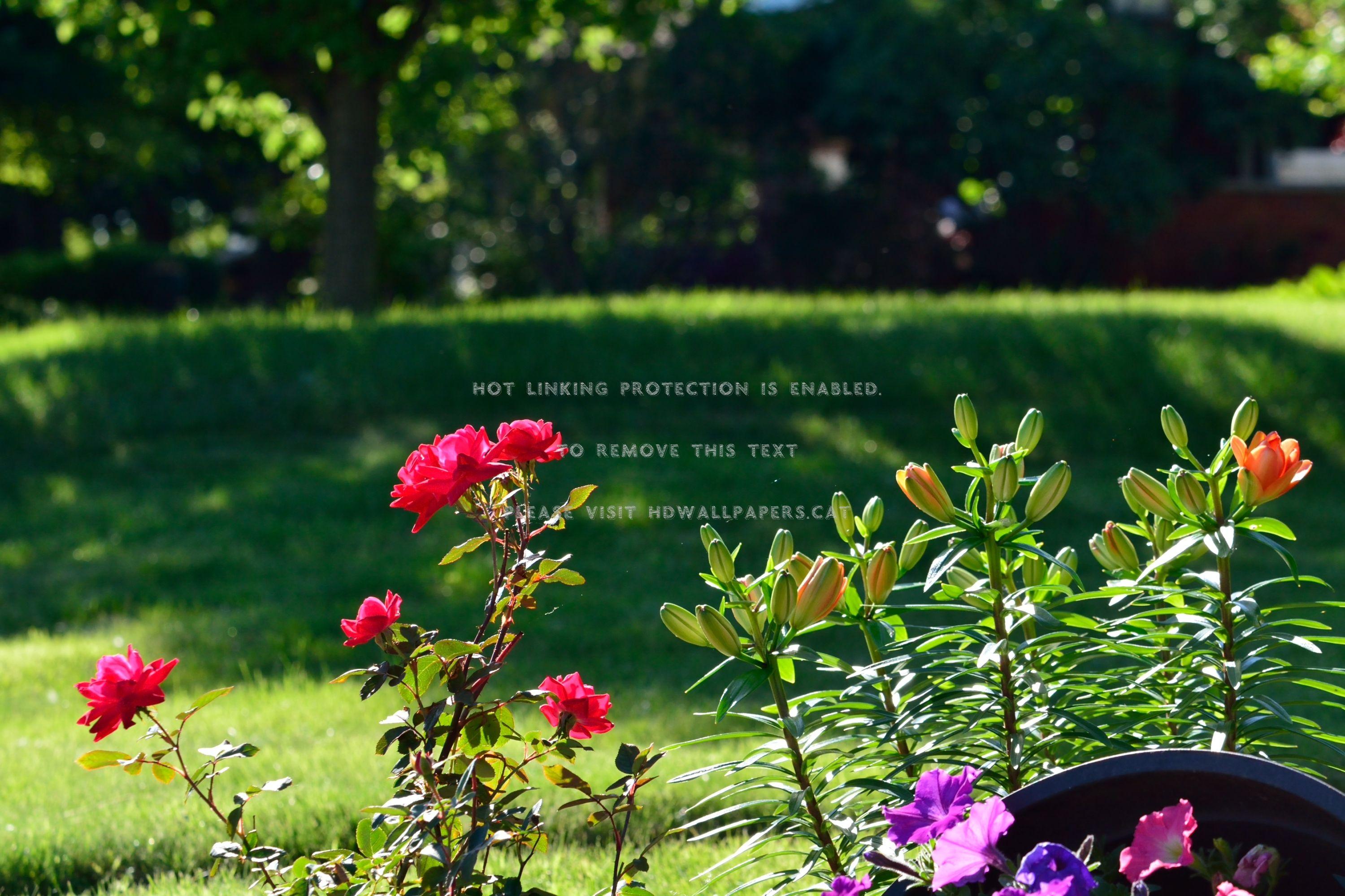 Beautiful Spring Morning Wallpapers - Top Free Beautiful Spring Morning ...