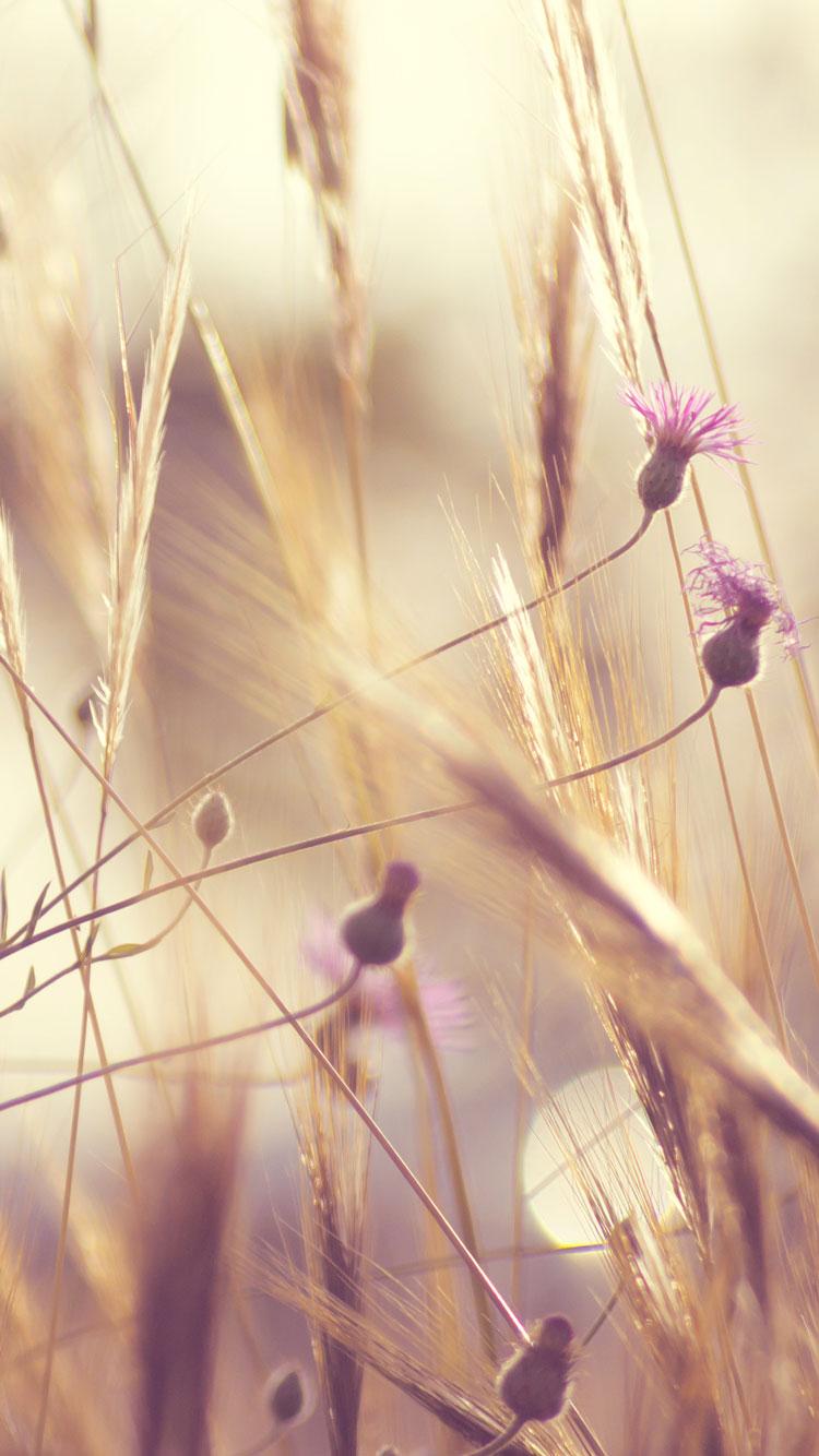 Beautiful Spring Morning Wallpapers - Top Free Beautiful Spring Morning ...