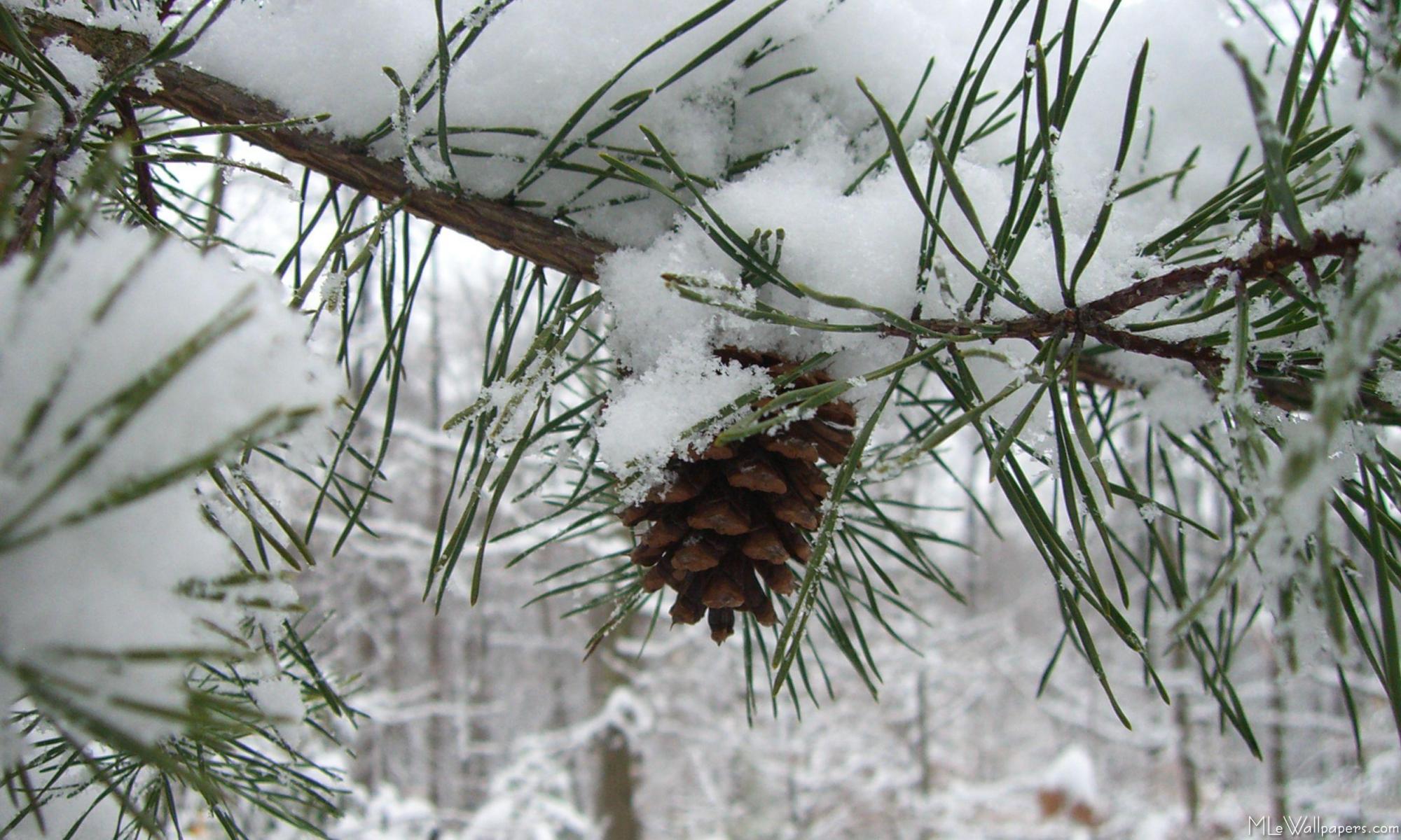 Late Winter Wallpapers - Top Free Late Winter Backgrounds - WallpaperAccess