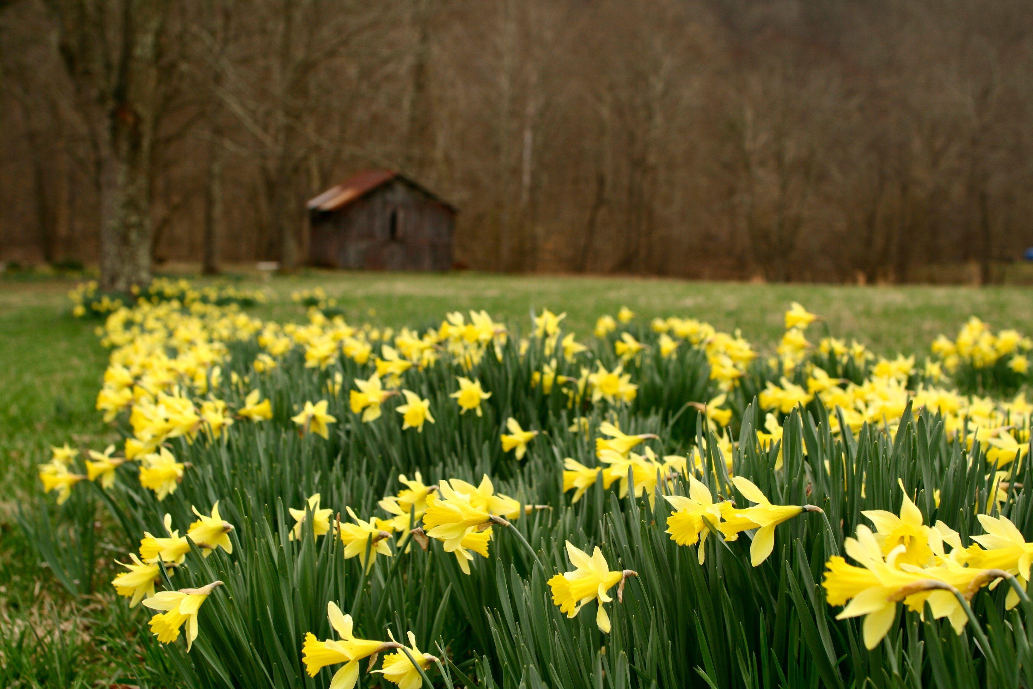 Spring Barn Wallpapers - Top Free Spring Barn Backgrounds - WallpaperAccess