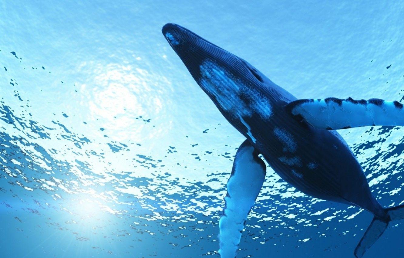 Ocean Whale Wallpapers - Top Free Ocean Whale Backgrounds - WallpaperAccess