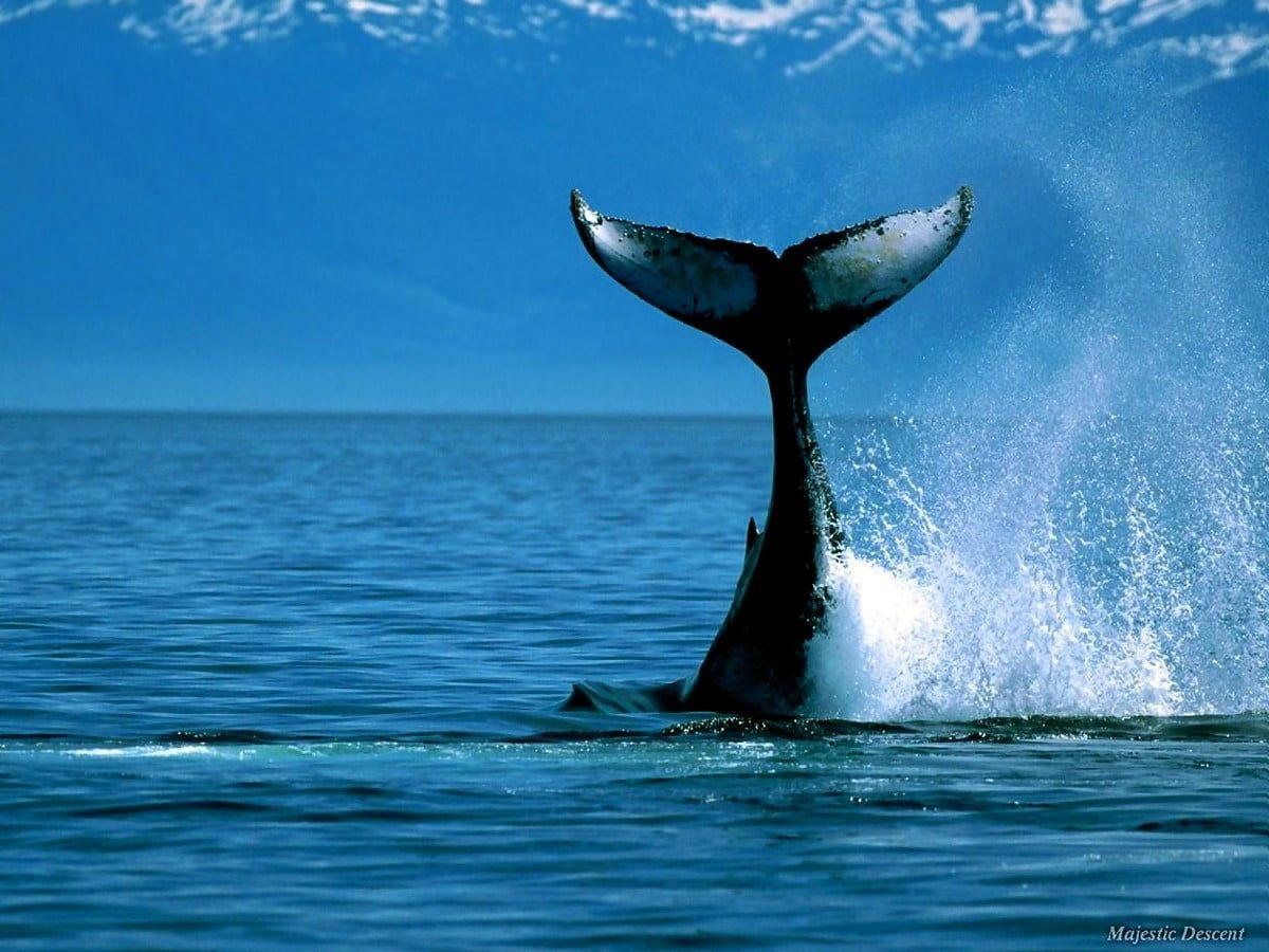 Ocean Whale Wallpapers - Top Free Ocean Whale Backgrounds - WallpaperAccess
