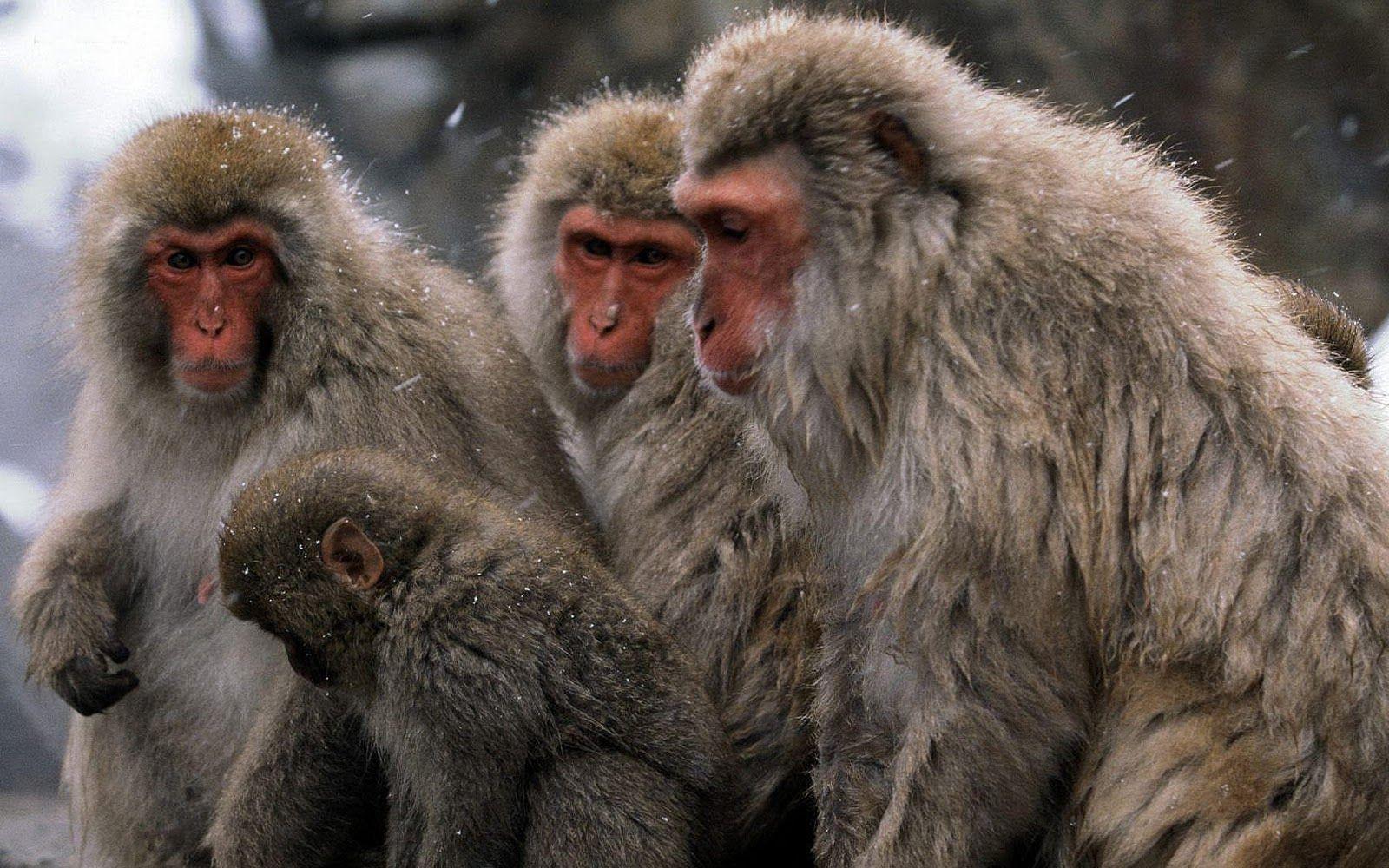 Monkey Desktop Wallpapers - Top Free Monkey Desktop Backgrounds ...