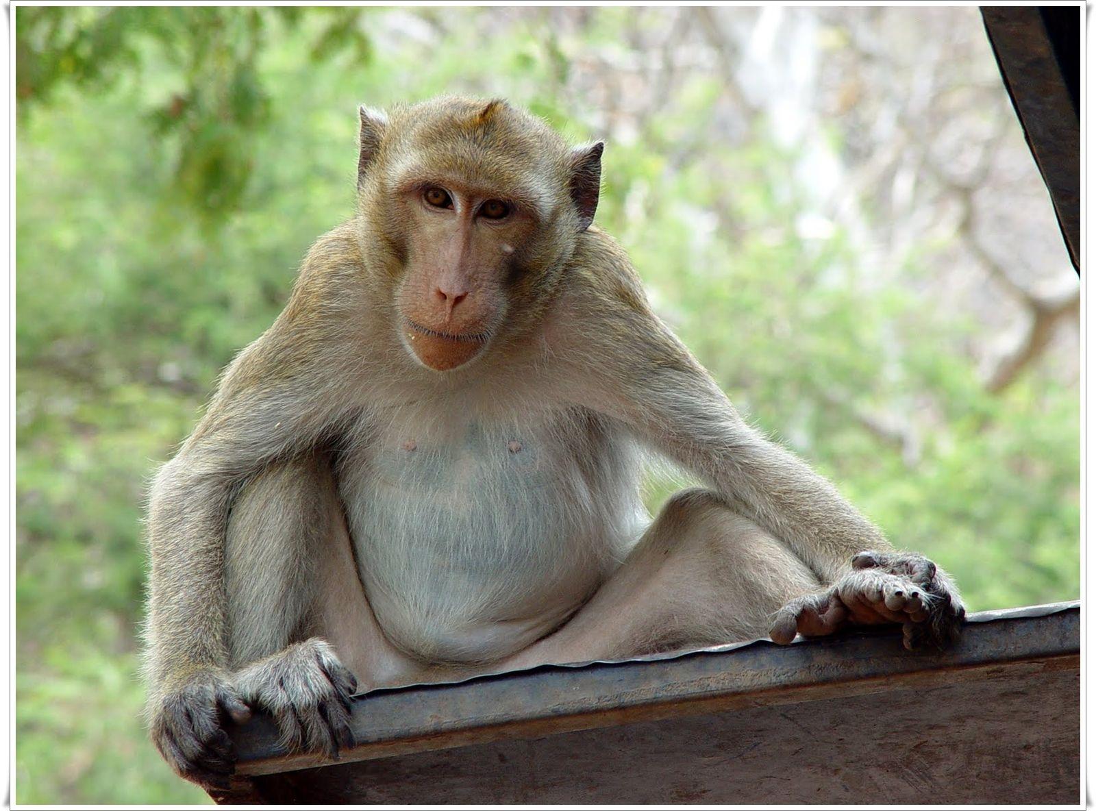 Monkey Desktop Wallpapers - Top Free Monkey Desktop Backgrounds ...