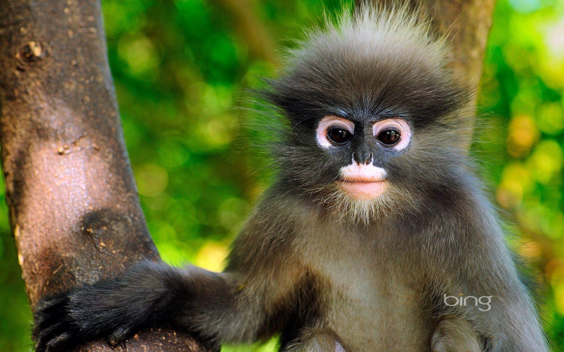 Monkey Desktop Wallpapers - Top Free Monkey Desktop Backgrounds ...