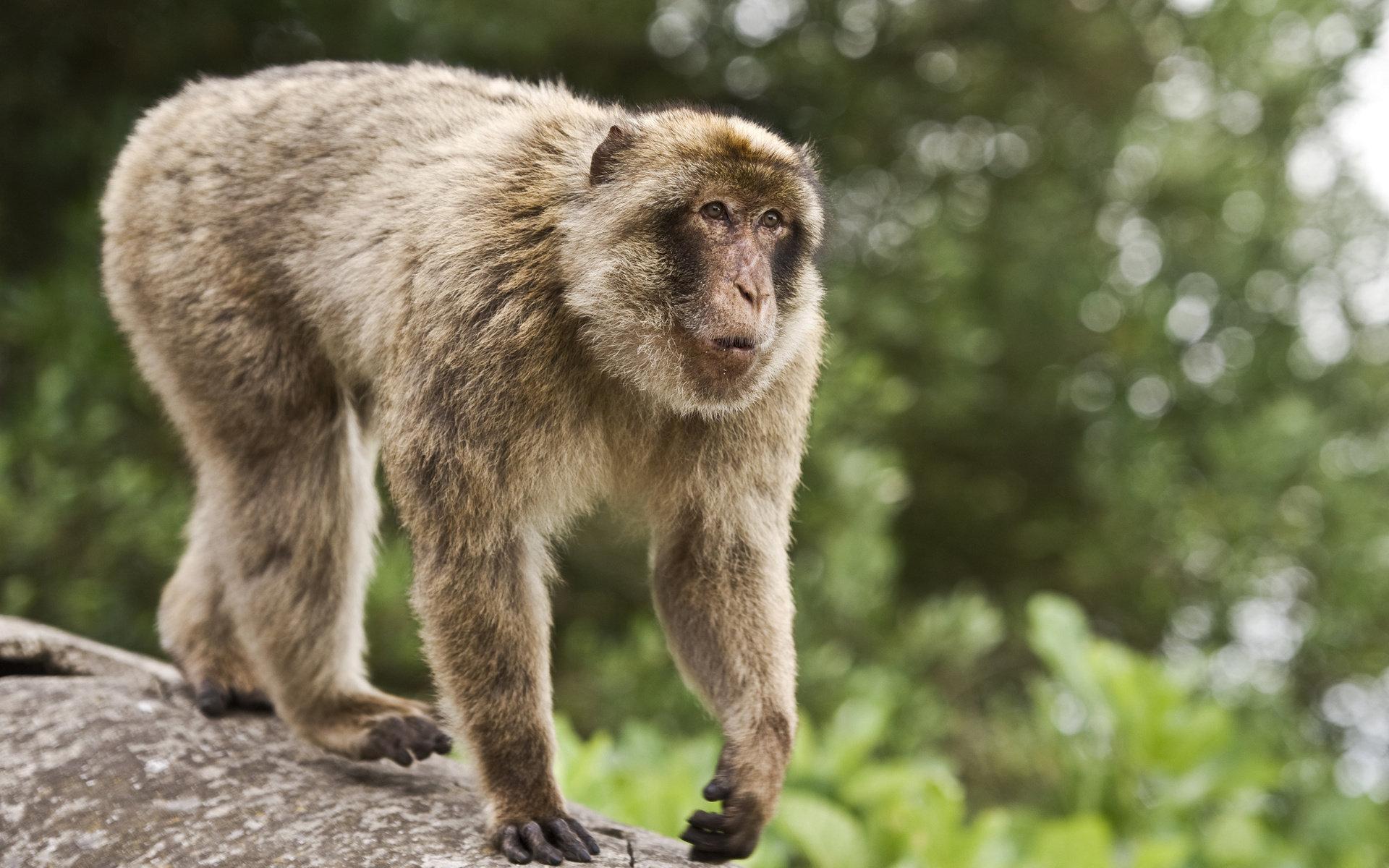 Monkey Desktop Wallpapers - Top Free Monkey Desktop Backgrounds ...