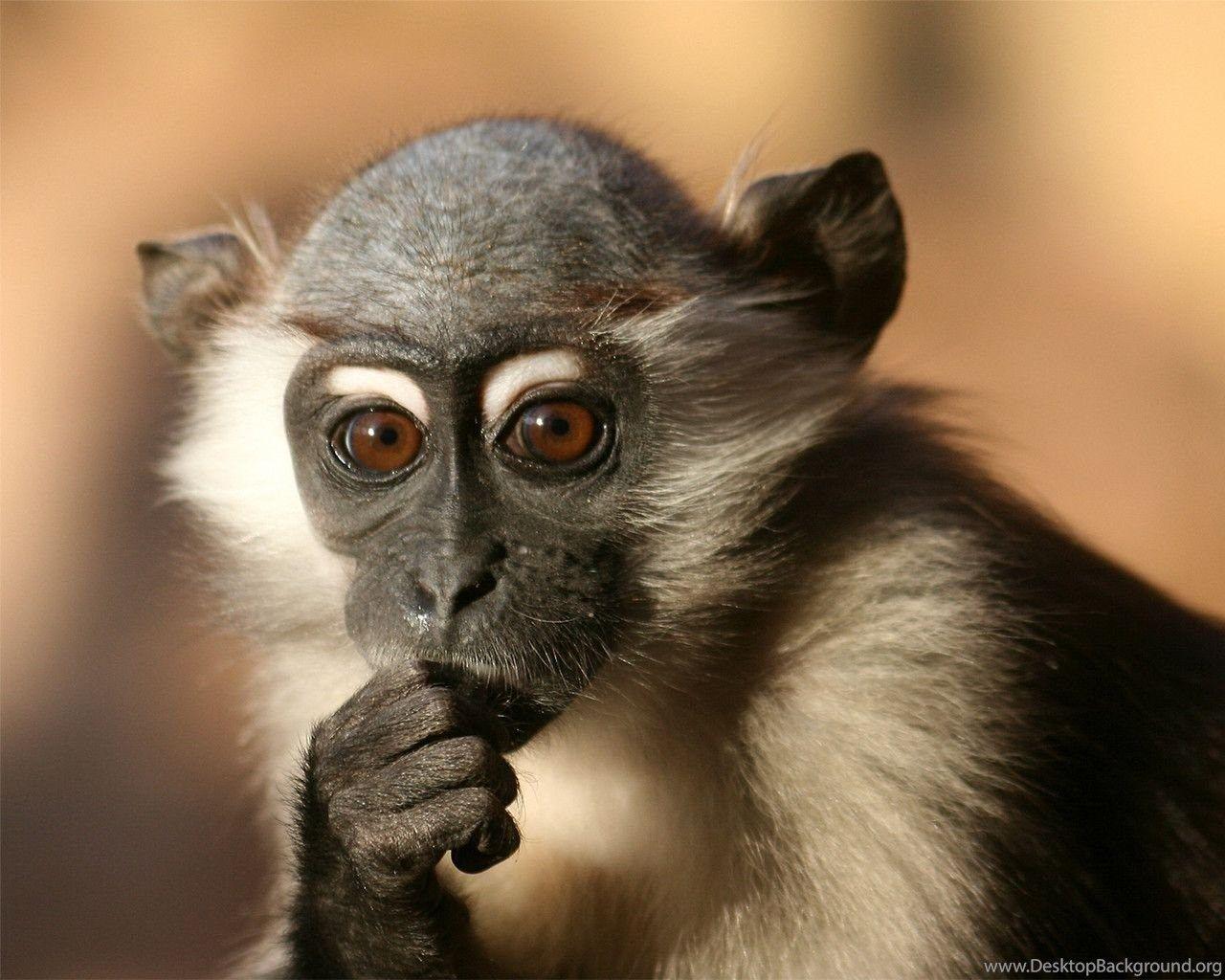 Monkey Desktop Wallpapers - Top Free Monkey Desktop Backgrounds ...