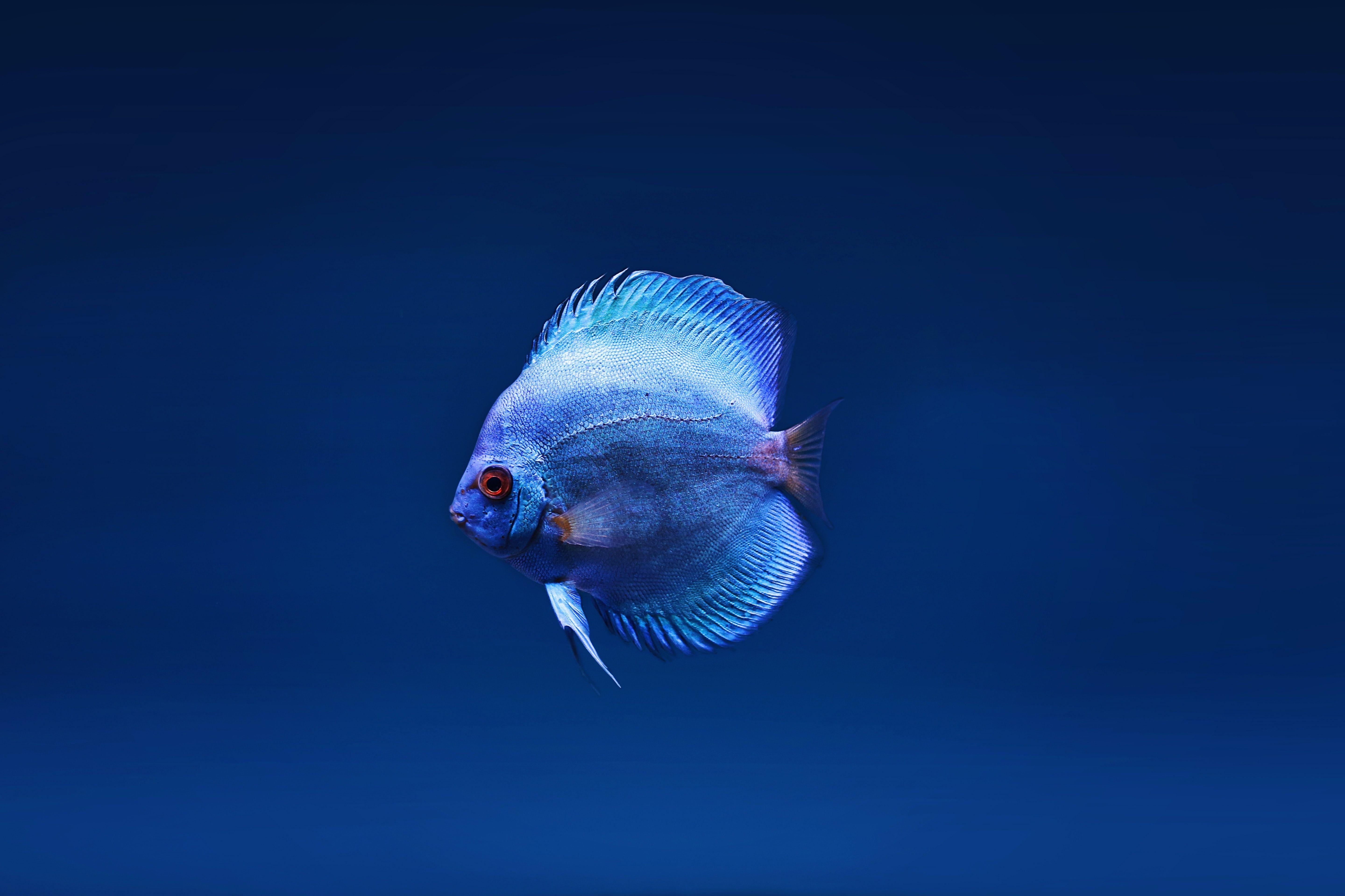 Discus Fish Wallpapers - Top Free Discus Fish Backgrounds - WallpaperAccess