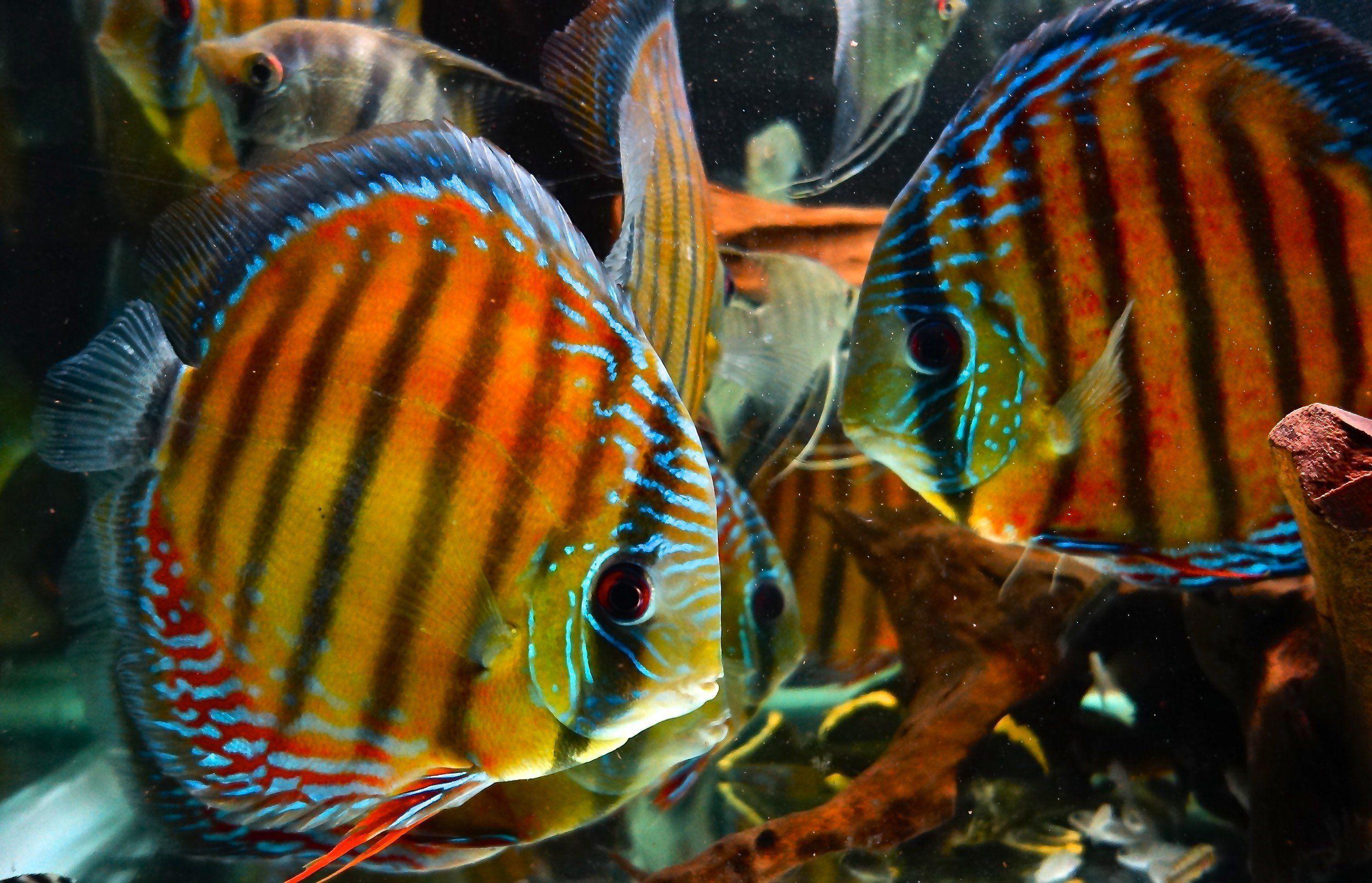 Discus Fish Wallpapers - Top Free Discus Fish Backgrounds - WallpaperAccess