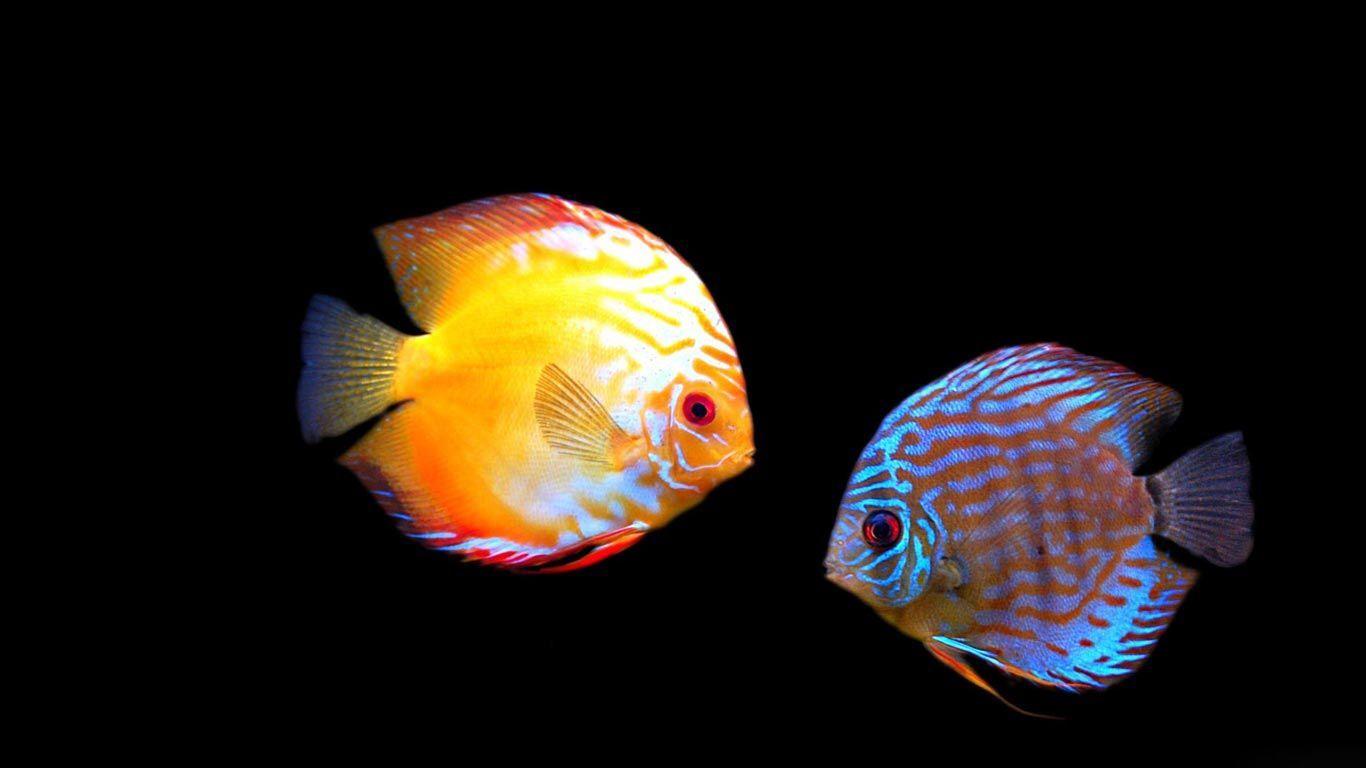 Discus Fish Wallpapers - Top Free Discus Fish Backgrounds - WallpaperAccess