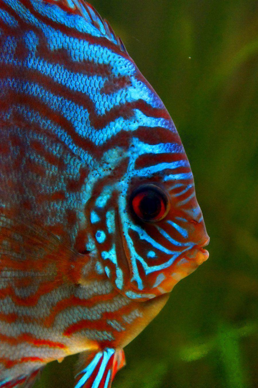 Discus Fish Wallpapers - Top Free Discus Fish Backgrounds - WallpaperAccess