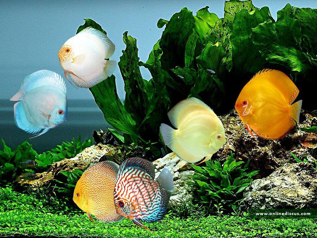 Discus Fish Wallpapers - Top Free Discus Fish Backgrounds - WallpaperAccess