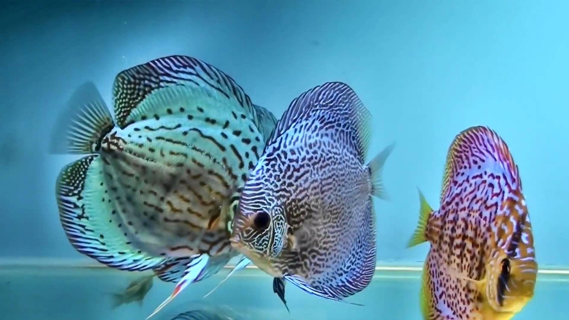 Discus Fish Wallpapers - Top Free Discus Fish Backgrounds - WallpaperAccess