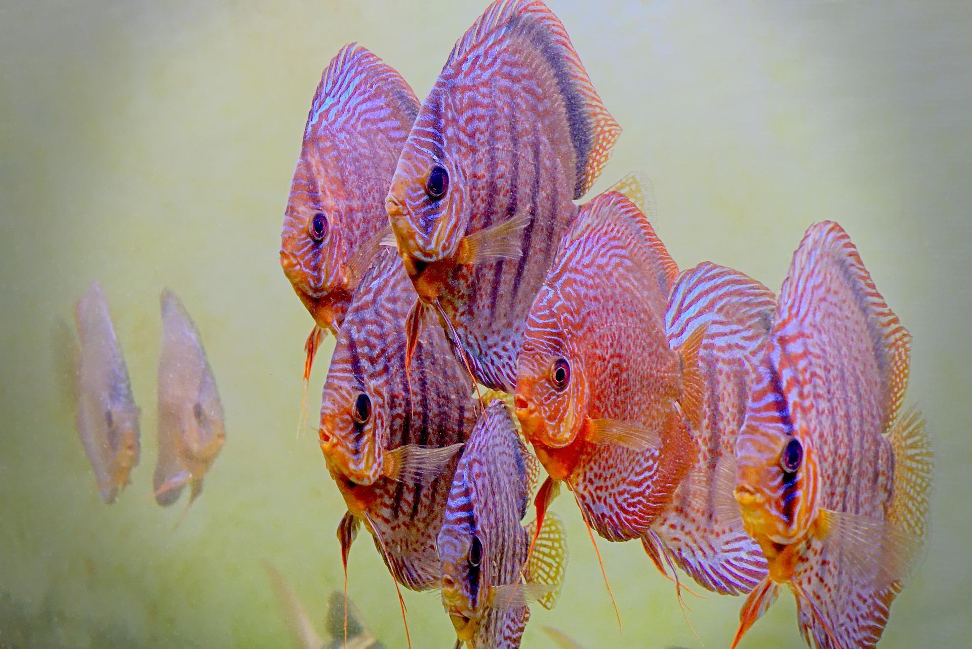 Discus Fish Wallpapers - Top Free Discus Fish Backgrounds - WallpaperAccess