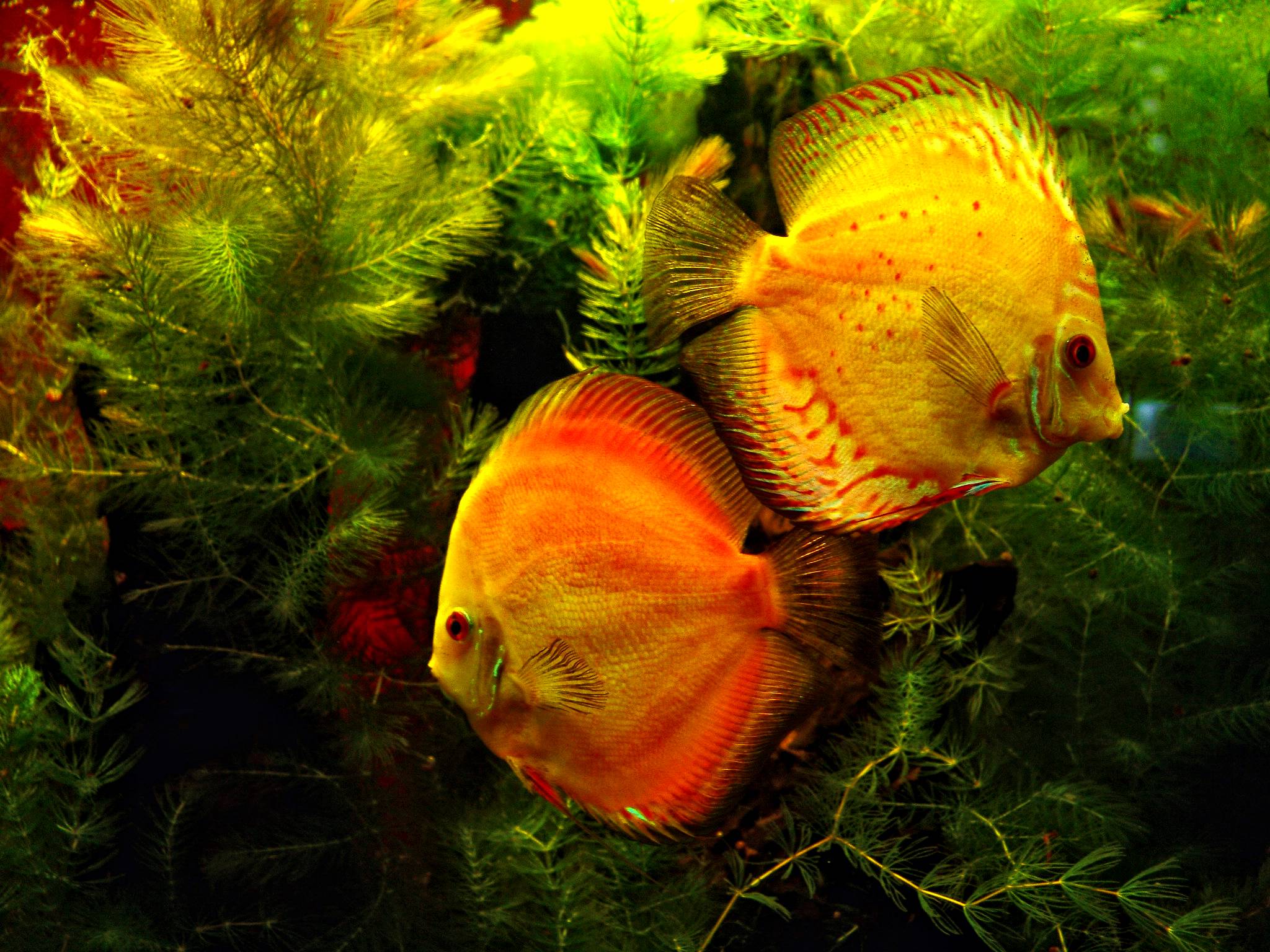 Discus Fish Wallpapers - Top Free Discus Fish Backgrounds - WallpaperAccess