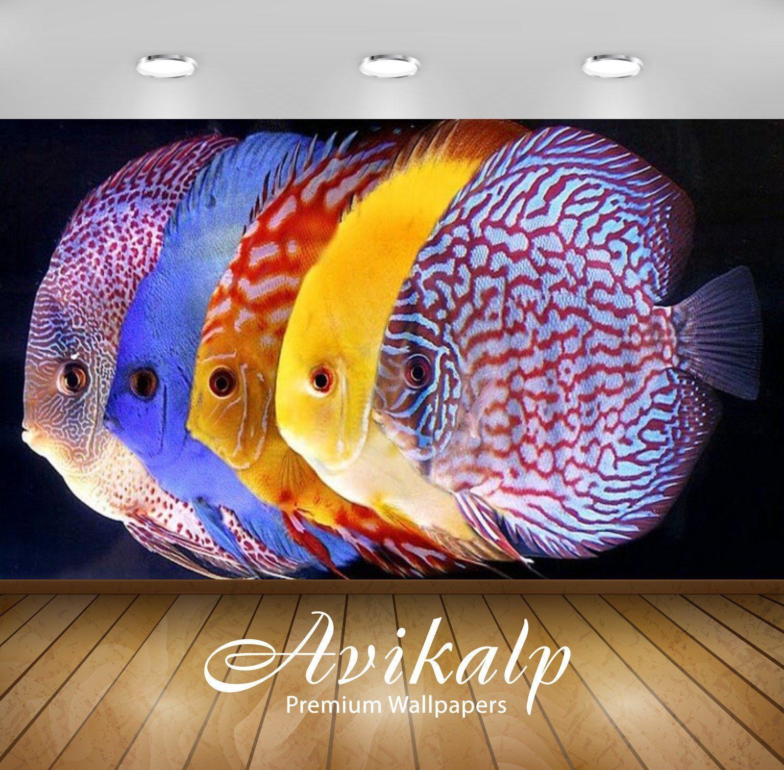 Discus Fish Wallpapers - Top Free Discus Fish Backgrounds - WallpaperAccess