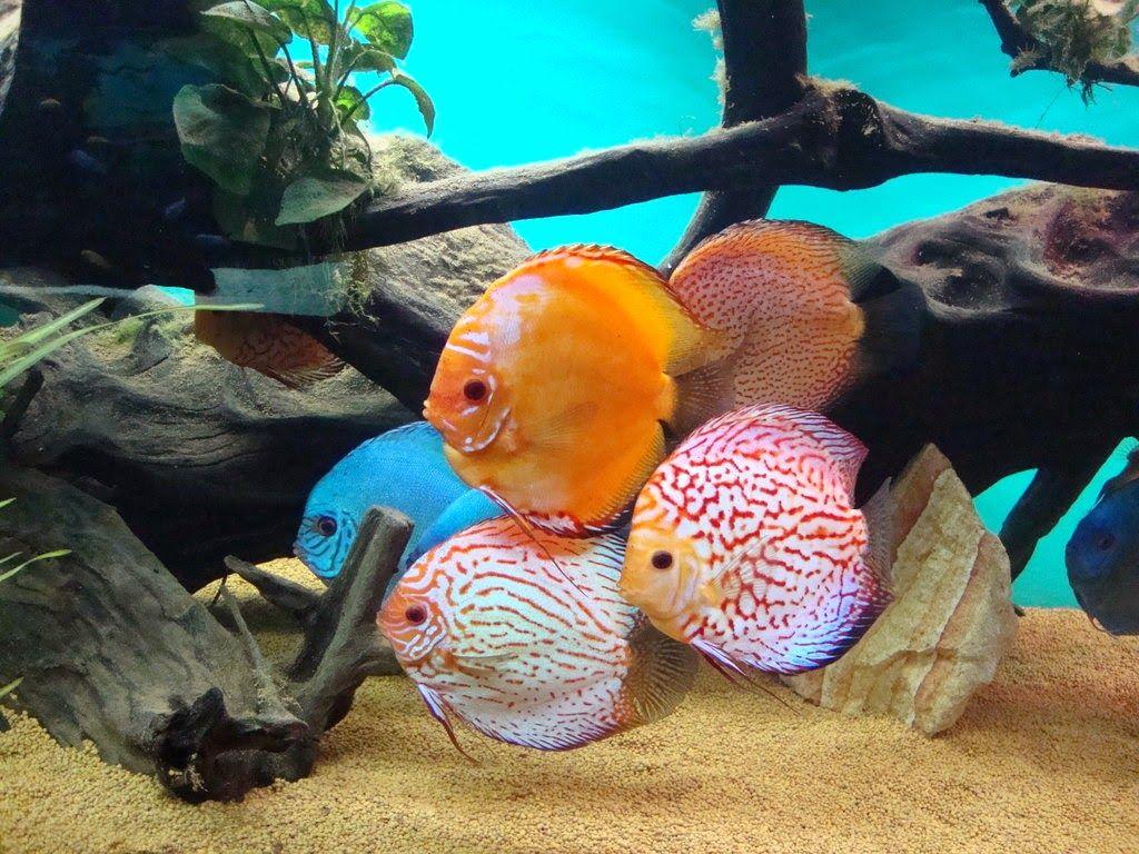 Discus Fish Wallpapers - Top Free Discus Fish Backgrounds - WallpaperAccess