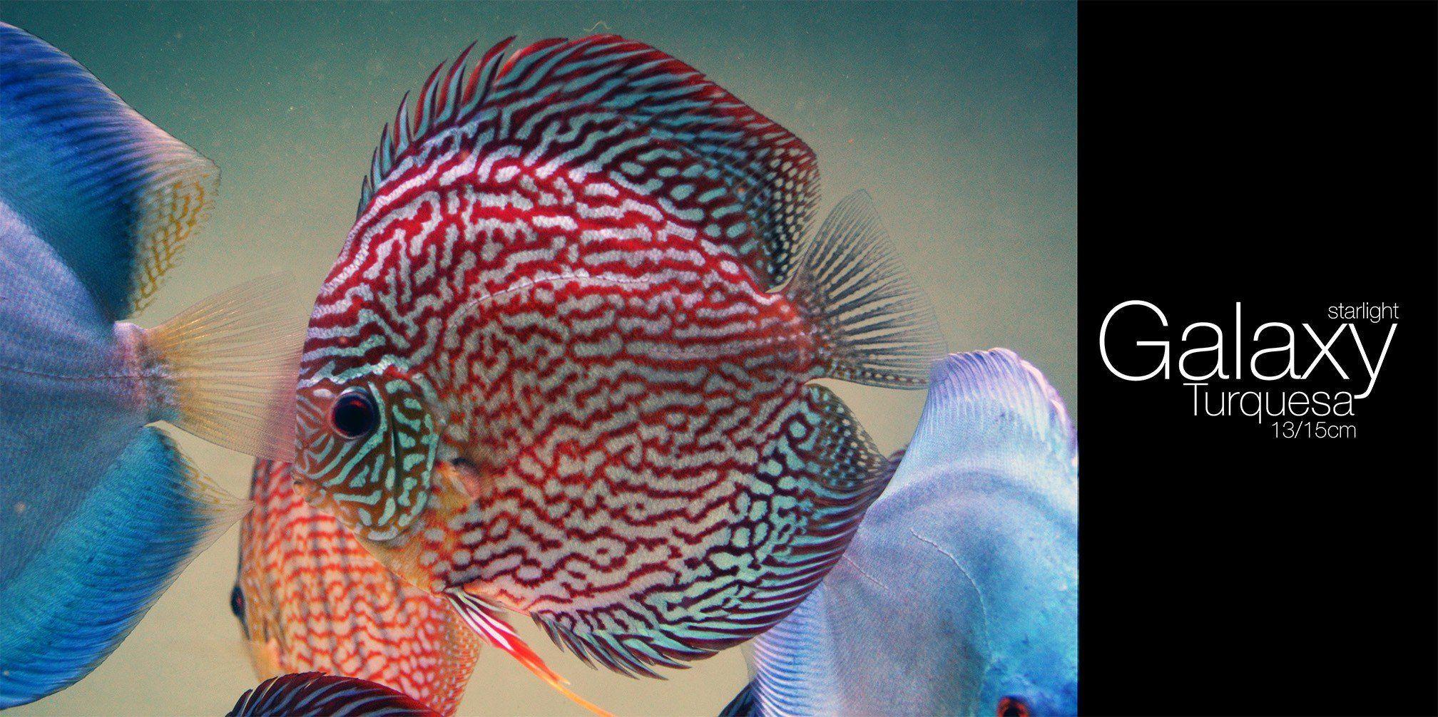 Discus Fish Wallpapers - Top Free Discus Fish Backgrounds - WallpaperAccess