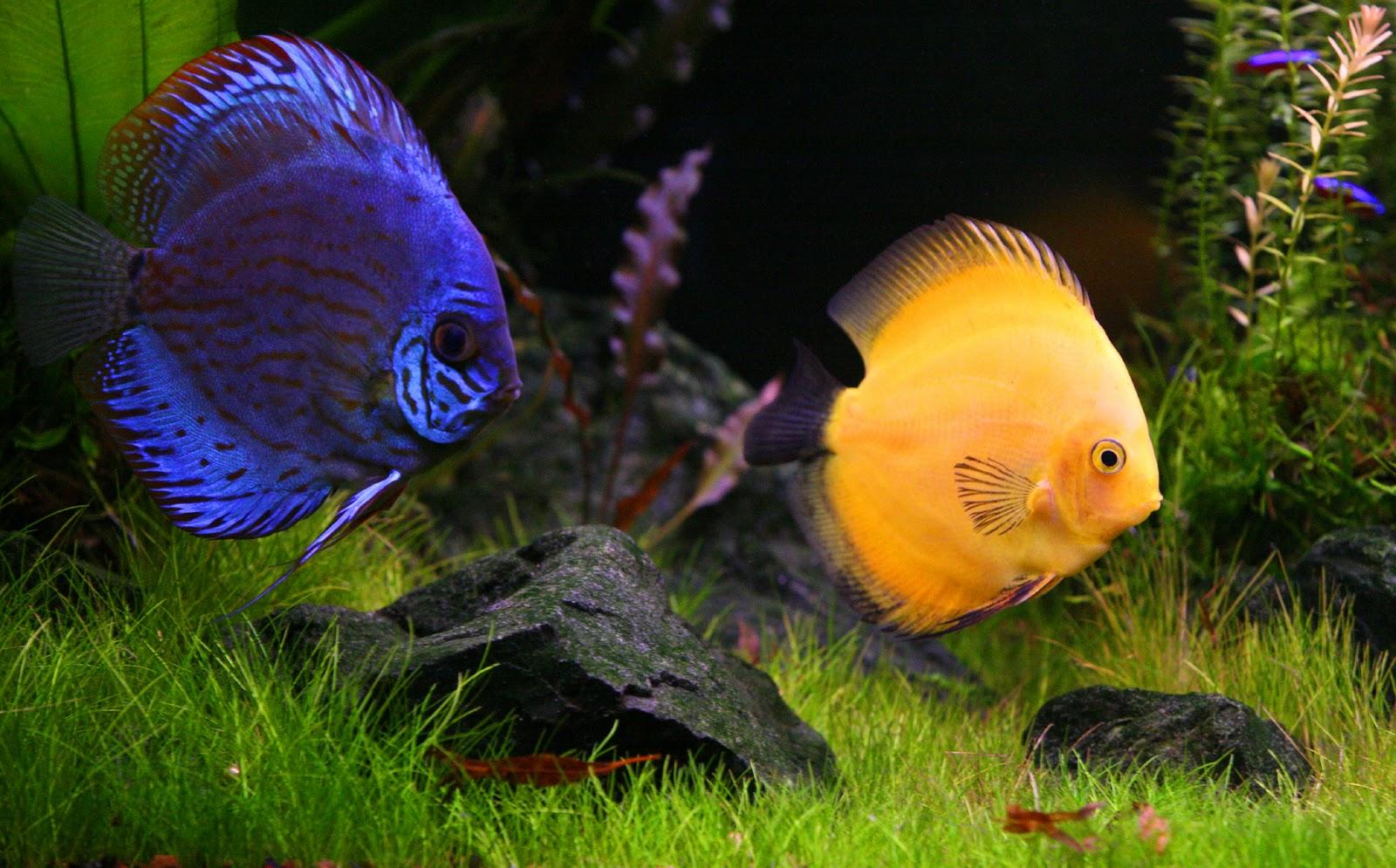 Discus Fish Wallpapers - Top Free Discus Fish Backgrounds - WallpaperAccess