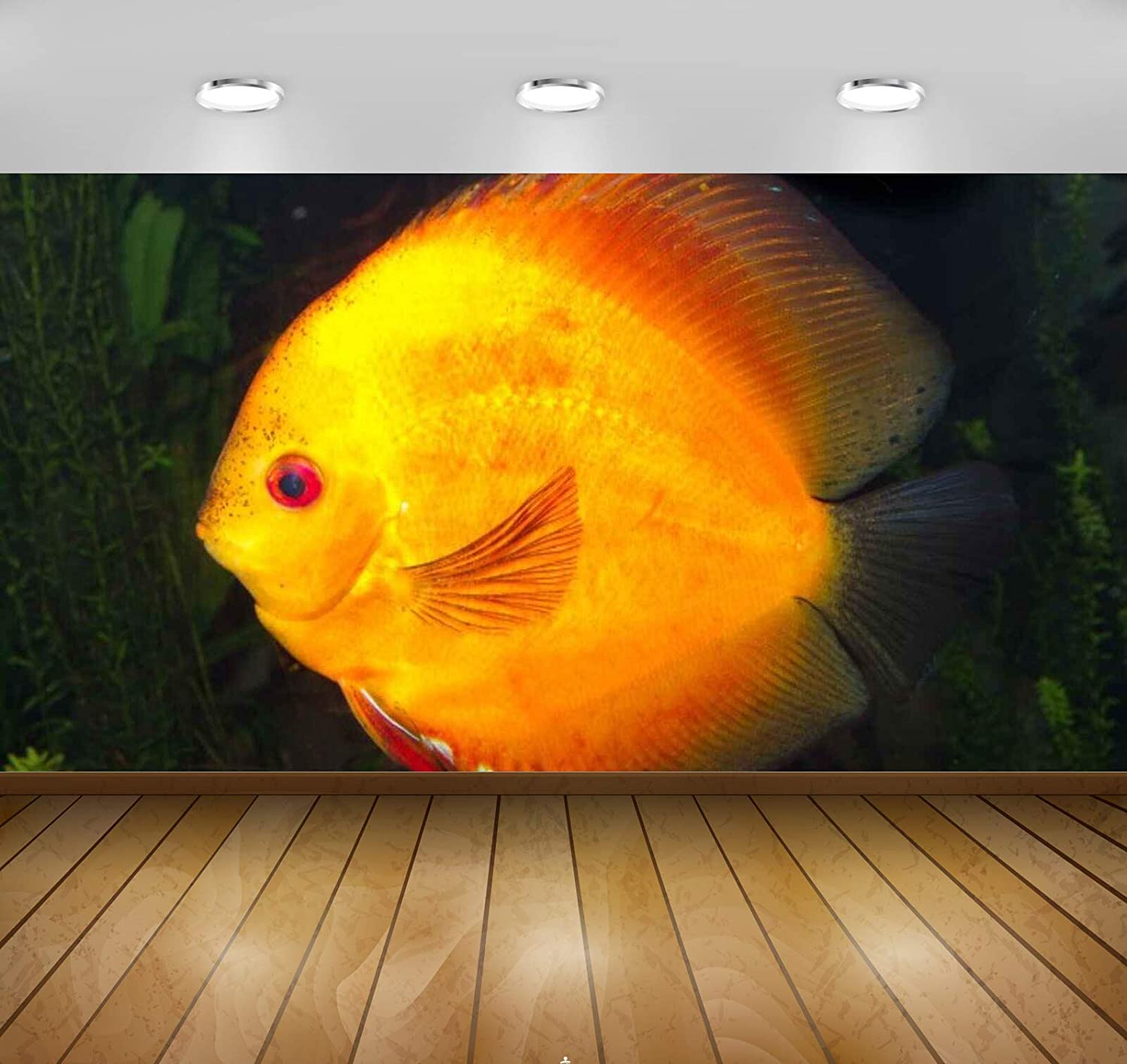 Discus Fish Wallpaper Free