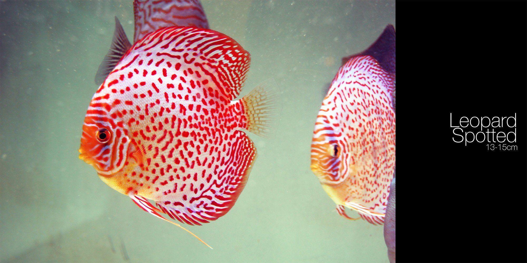Discus Fish Wallpapers - Top Free Discus Fish Backgrounds - WallpaperAccess