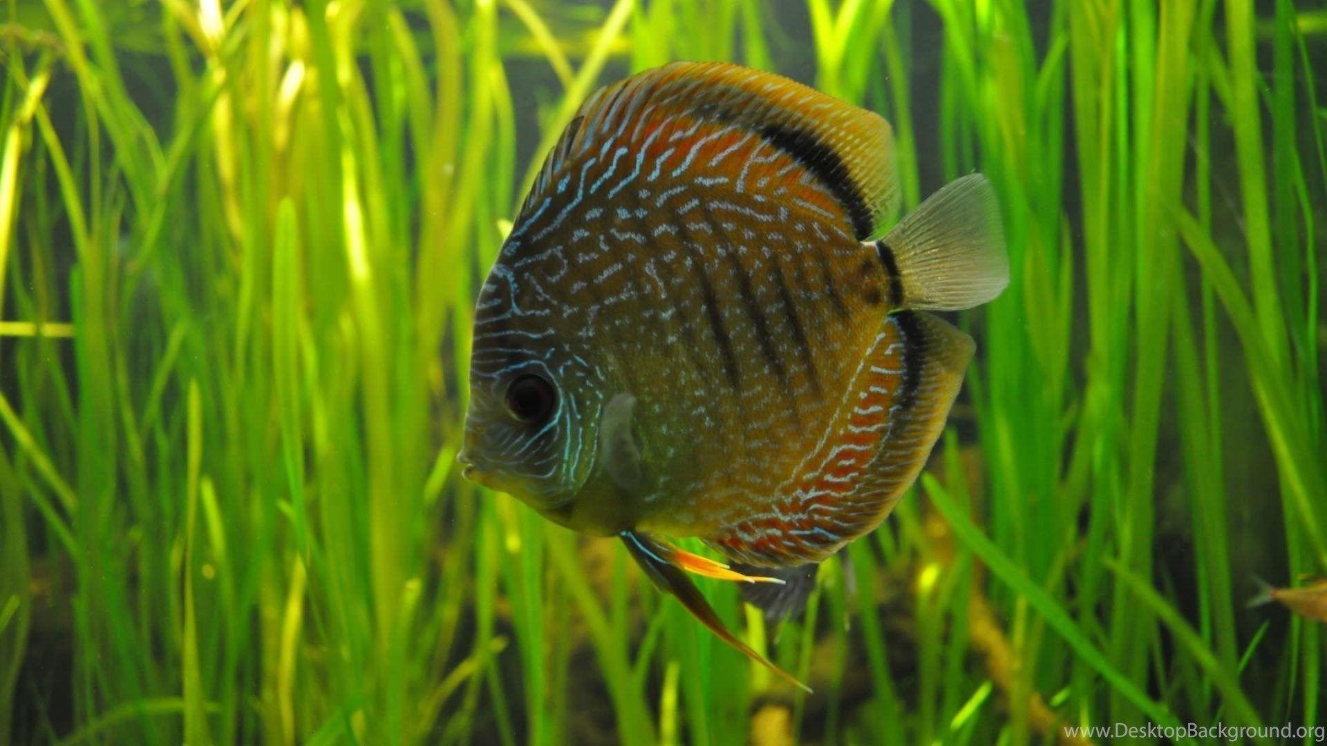 Discus Fish Wallpapers - Top Free Discus Fish Backgrounds - WallpaperAccess
