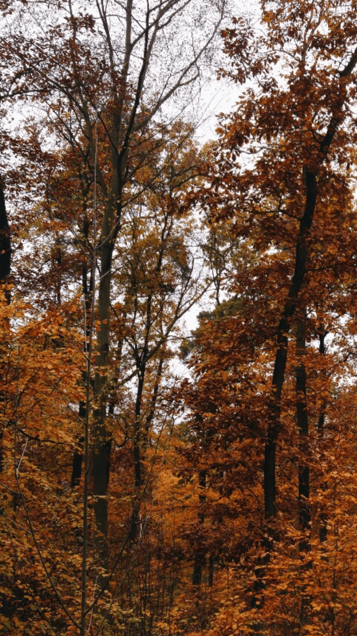 Tumblr Forest Wallpapers - Top Free Tumblr Forest Backgrounds ...