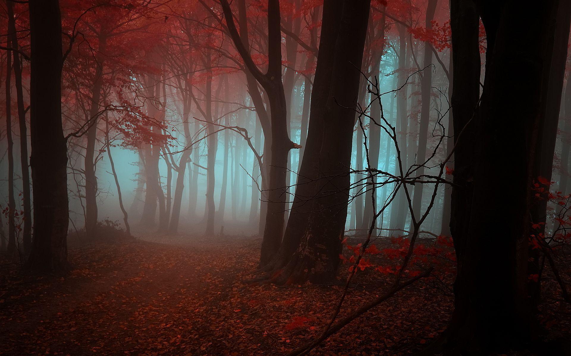 Mystic Forest Wallpapers - Top Free Mystic Forest Backgrounds ...