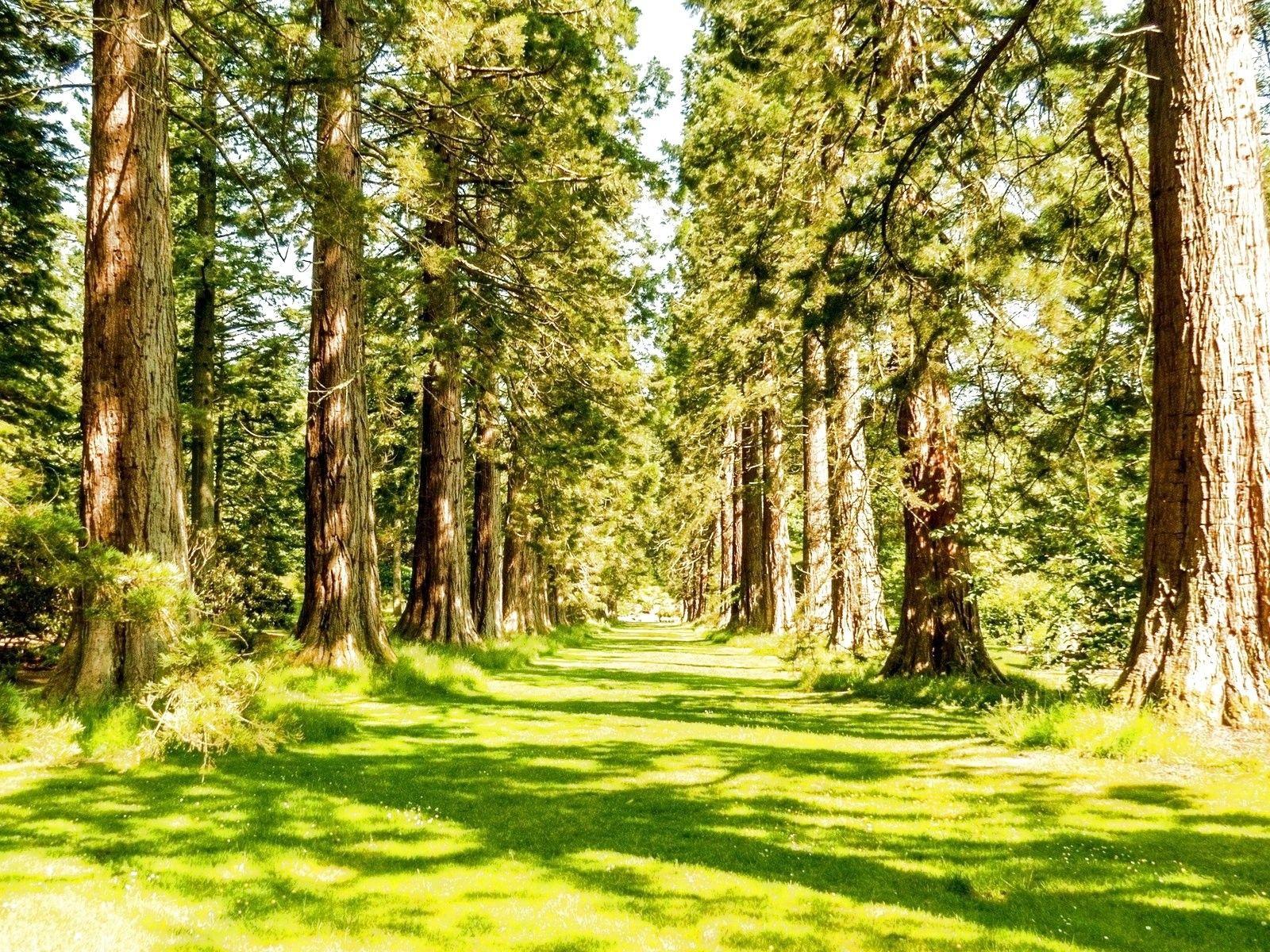 Tumblr Forest Wallpapers - Top Free Tumblr Forest Backgrounds ...