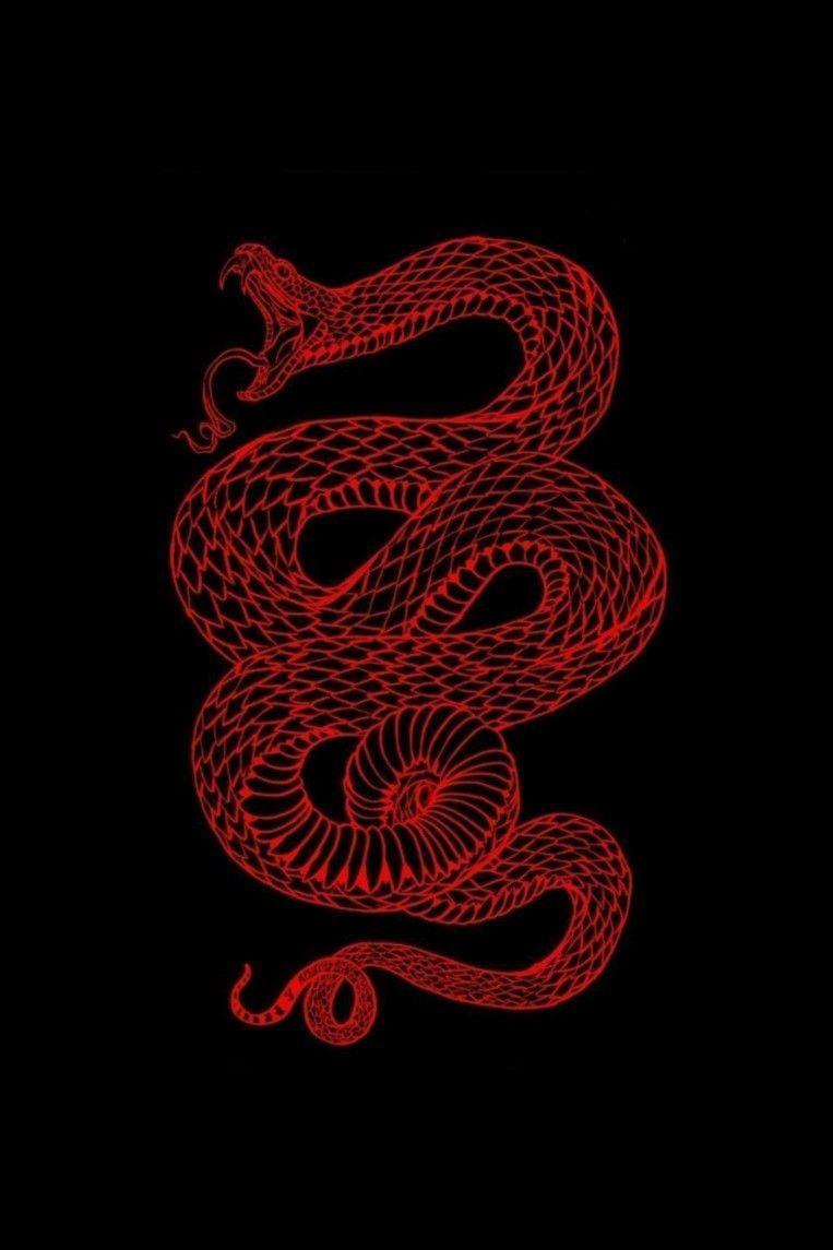 Rose Snake Wallpapers - Top Free Rose Snake Backgrounds - WallpaperAccess