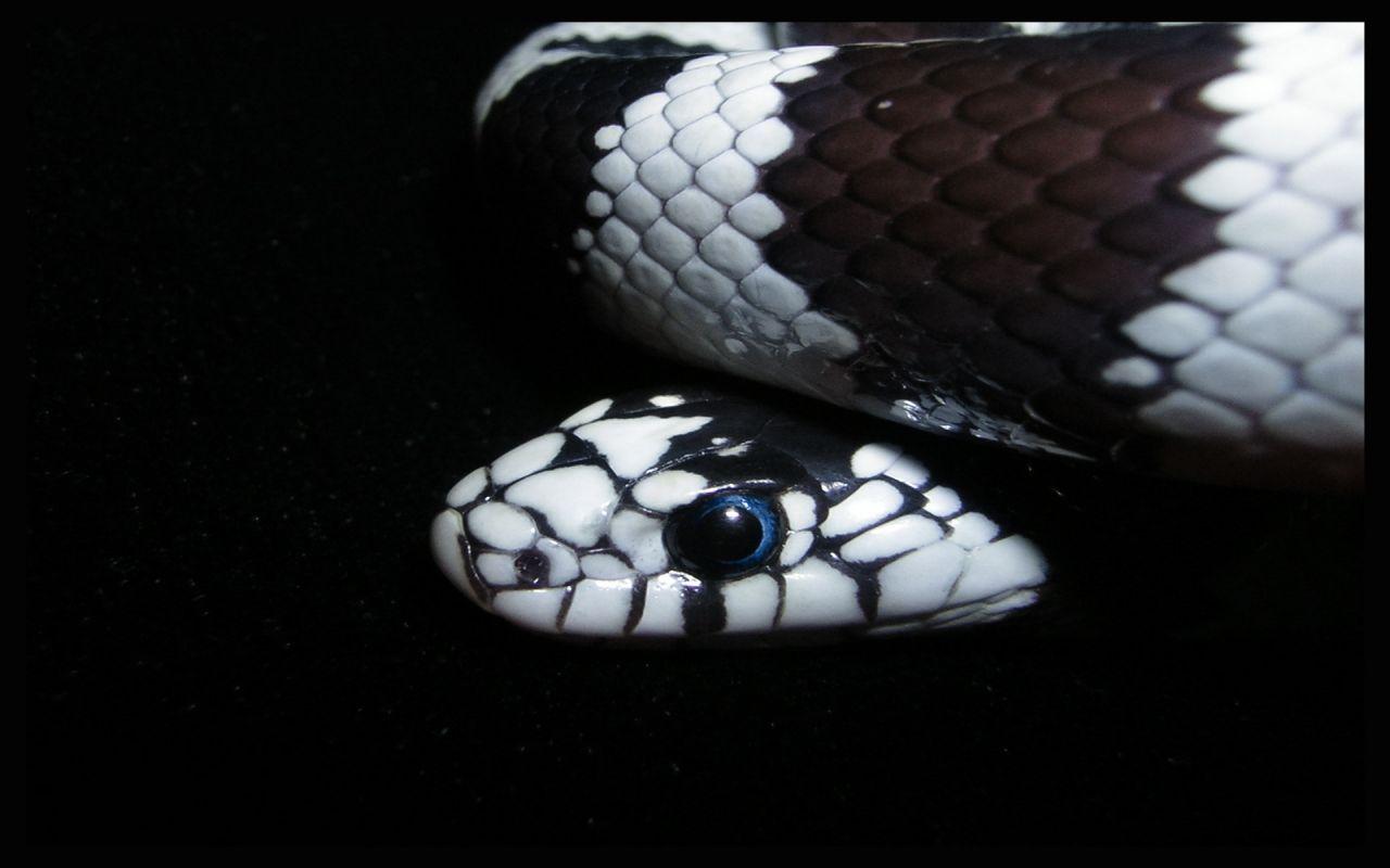 Rose Snake Wallpapers - Top Free Rose Snake Backgrounds - WallpaperAccess