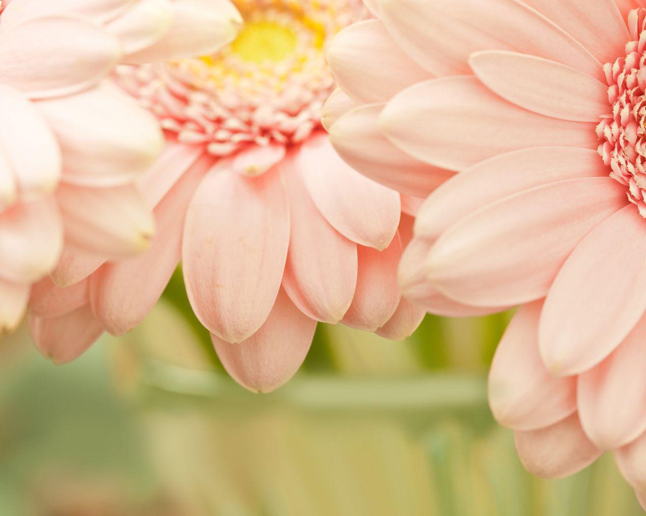 Beautiful Pastel Flowers Wallpapers - Top Free Beautiful Pastel Flowers ...