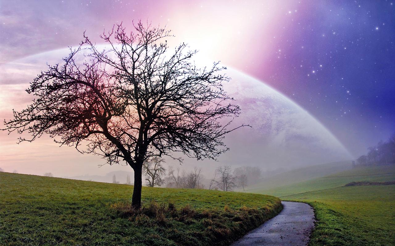 Magical Tree Wallpapers - Top Free Magical Tree Backgrounds ...