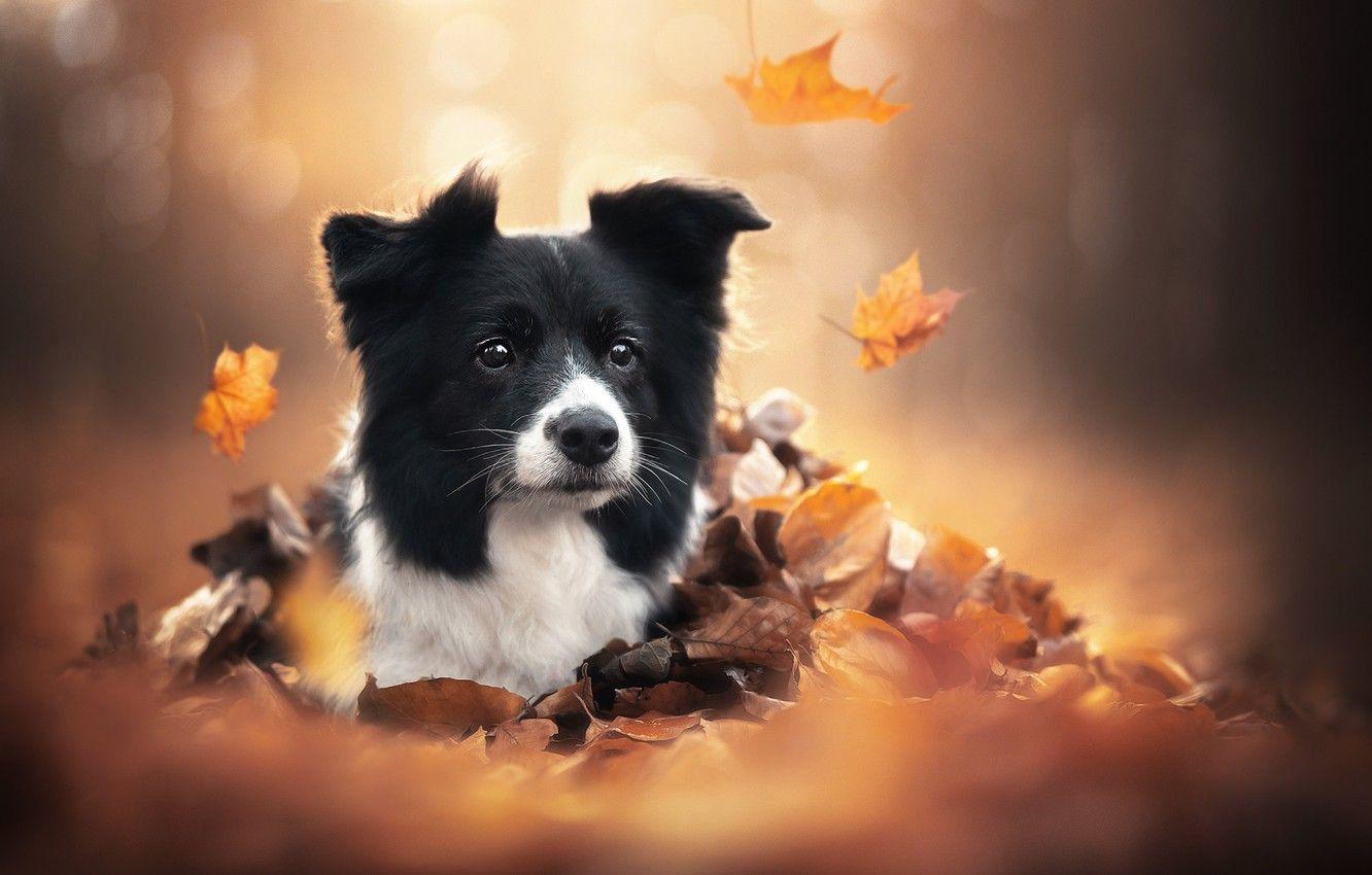 Cute Autumn Dog Wallpapers - Top Free Cute Autumn Dog Backgrounds ...