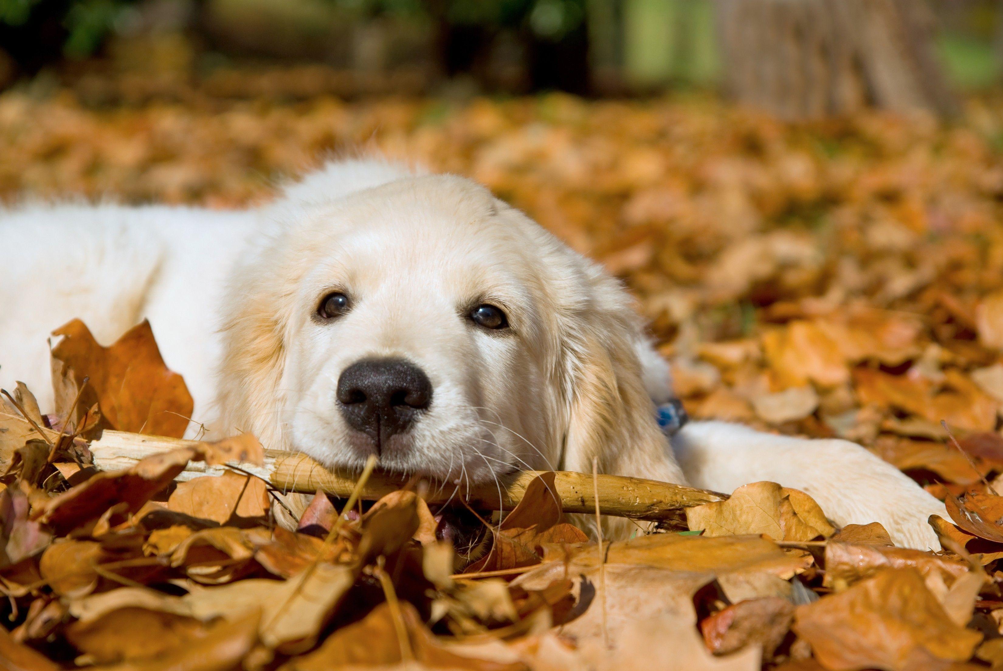 Cute Autumn Dog Wallpapers - Top Free Cute Autumn Dog Backgrounds ...