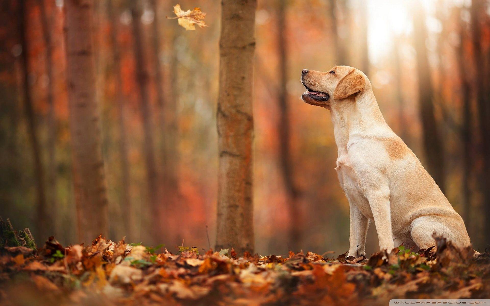 Cute Autumn Dog Wallpapers - Top Free Cute Autumn Dog Backgrounds ...