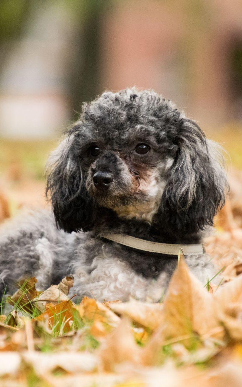 Cute Autumn Dog Wallpapers - Top Free Cute Autumn Dog Backgrounds ...