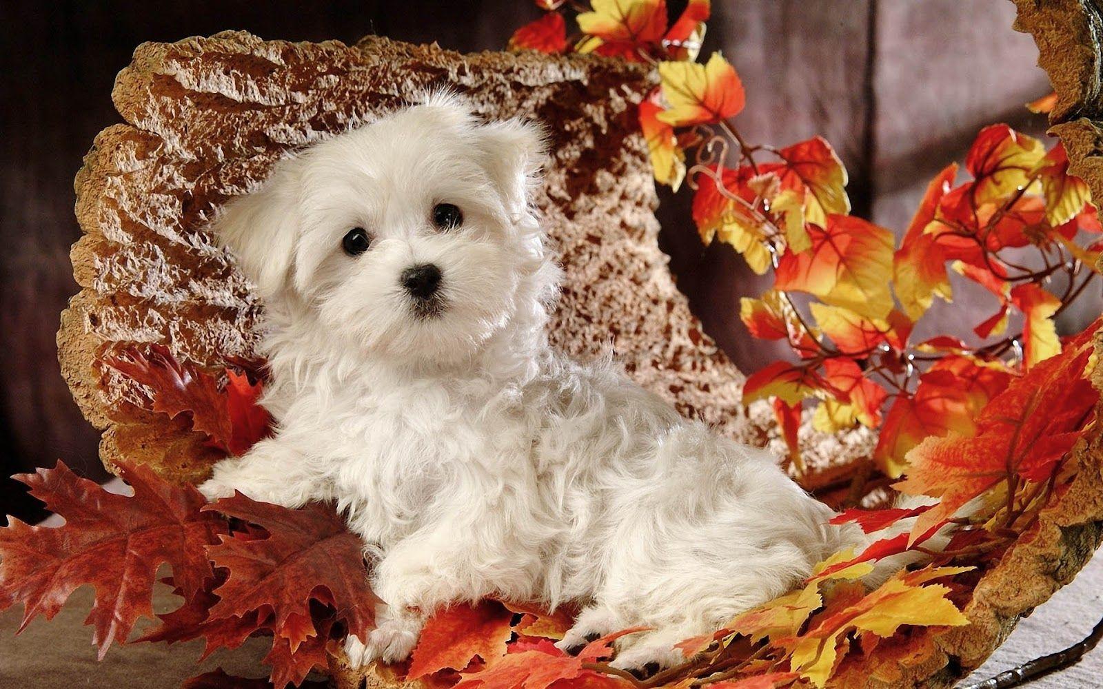 Cute Autumn Dog Wallpapers - Top Free Cute Autumn Dog Backgrounds ...