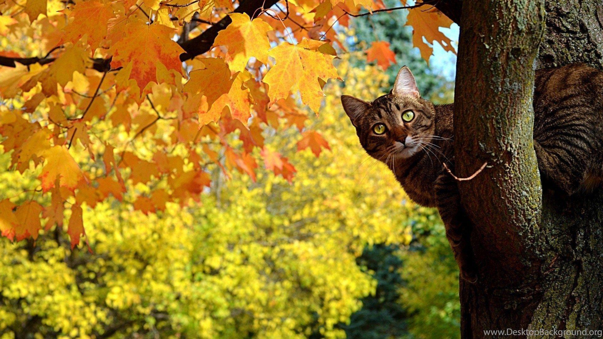 Funny Autumn Wallpapers - Top Free Funny Autumn Backgrounds ...