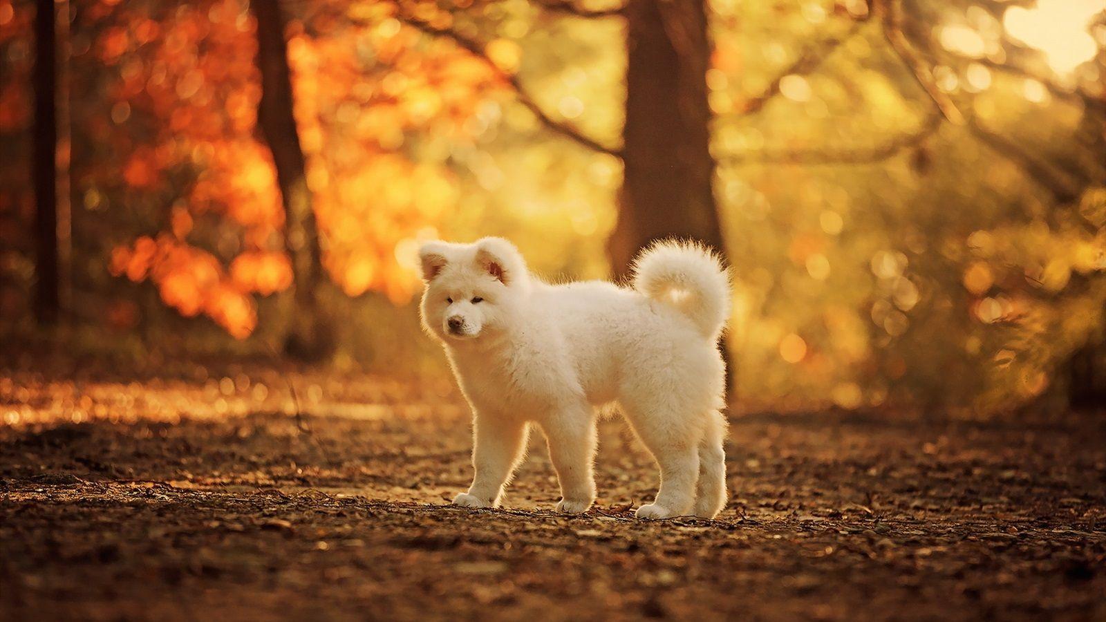 Cute Autumn Dog Wallpapers - Top Free Cute Autumn Dog Backgrounds ...