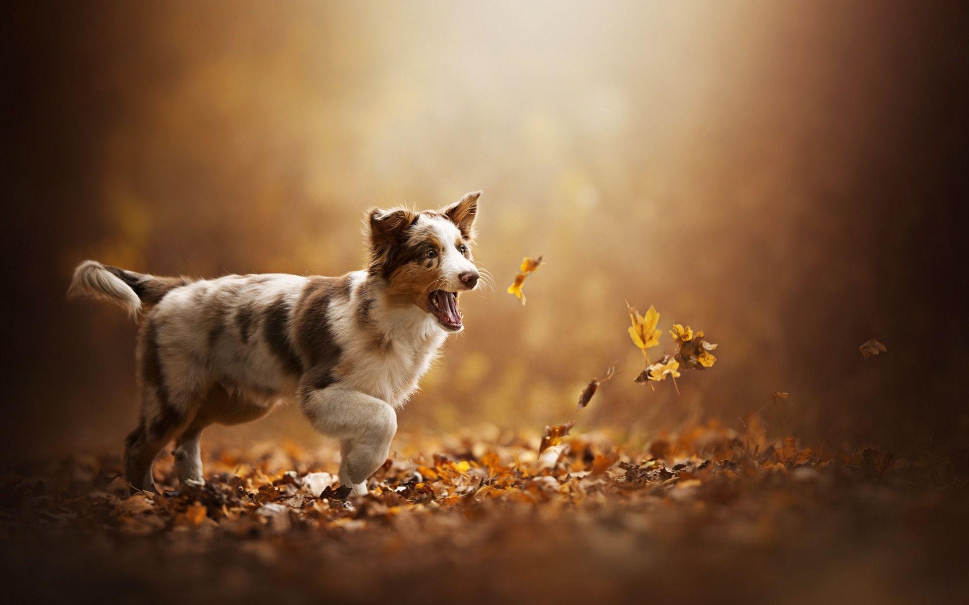 Autumn Puppy Wallpapers - Top Free Autumn Puppy Backgrounds ...
