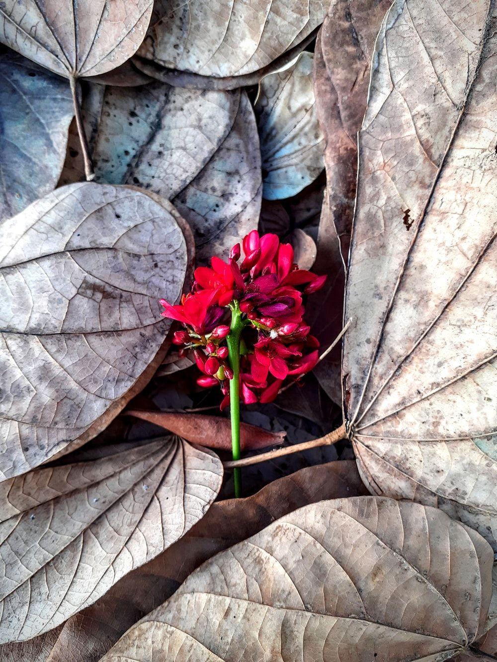 Surat Wallpapers - Top Free Surat Backgrounds - WallpaperAccess