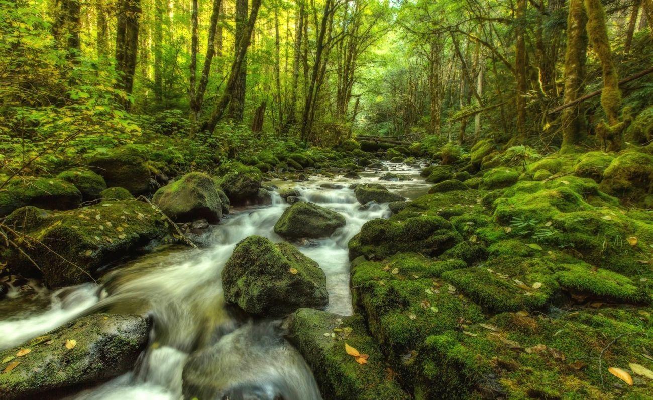 Nature 10k Wallpapers - Top Free Nature 10k Backgrounds - WallpaperAccess