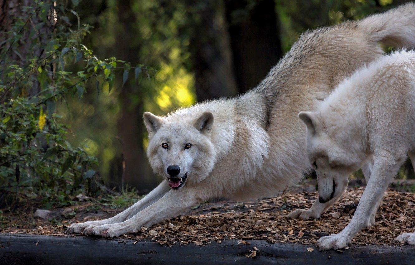 Wolf Paw Wallpapers - Top Free Wolf Paw Backgrounds - WallpaperAccess