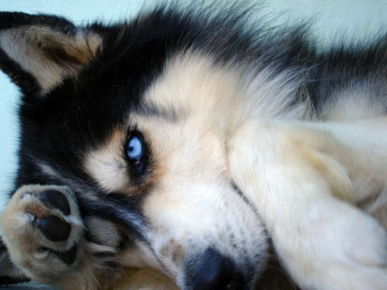 Wolf Paw Wallpapers - Top Free Wolf Paw Backgrounds - WallpaperAccess