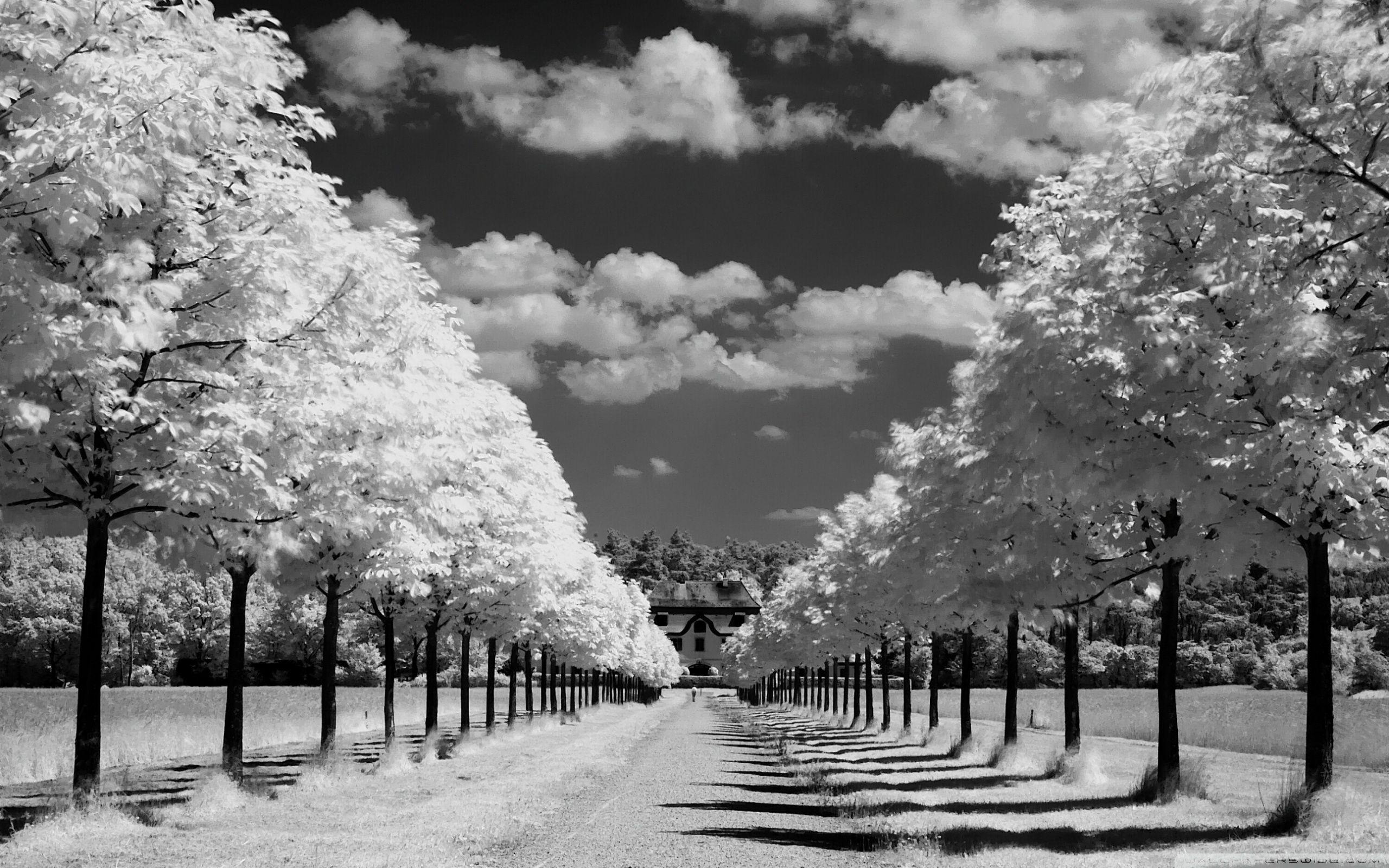 Infrared Wallpapers - Top Free Infrared Backgrounds - WallpaperAccess