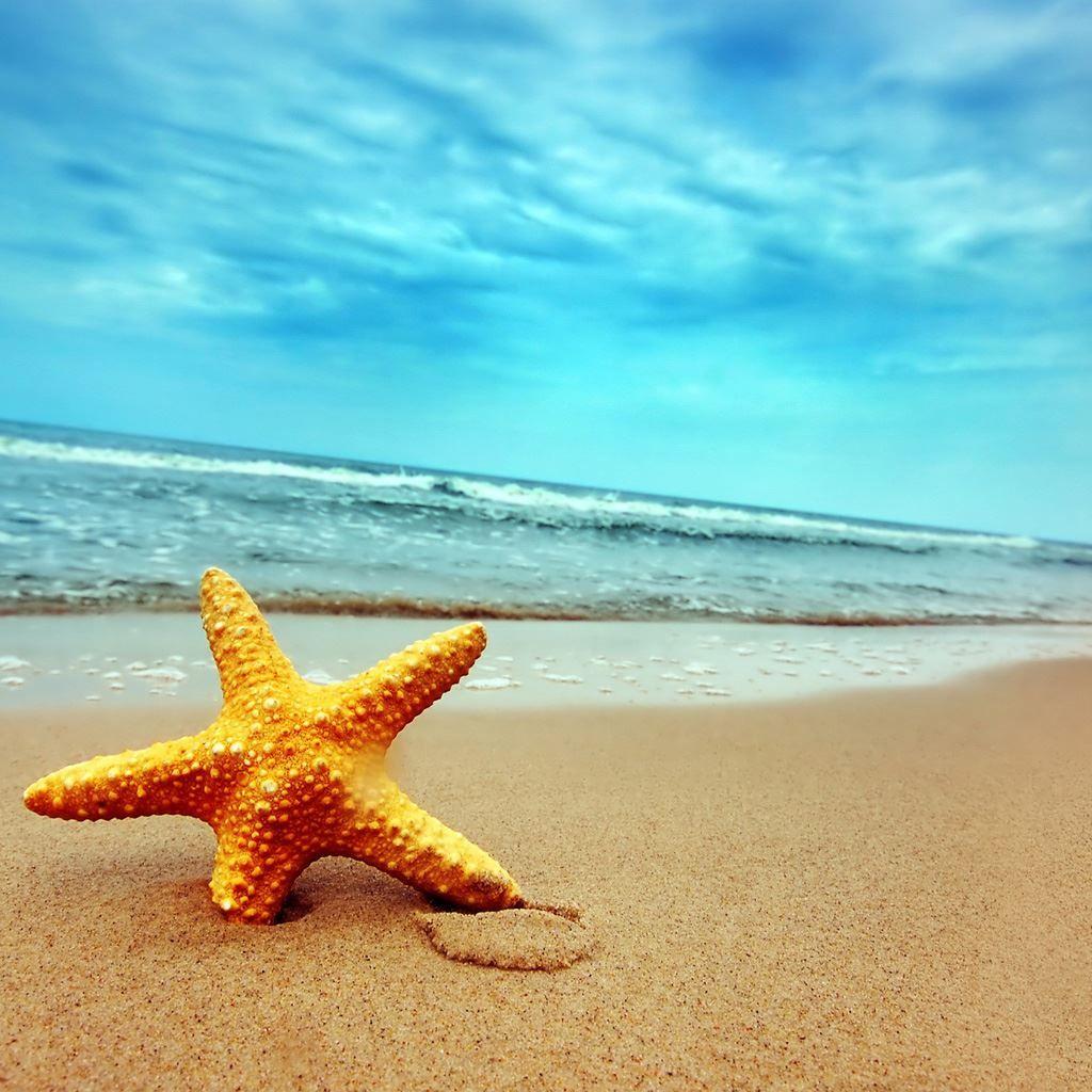 Sea Star Wallpapers - Top Free Sea Star Backgrounds - WallpaperAccess